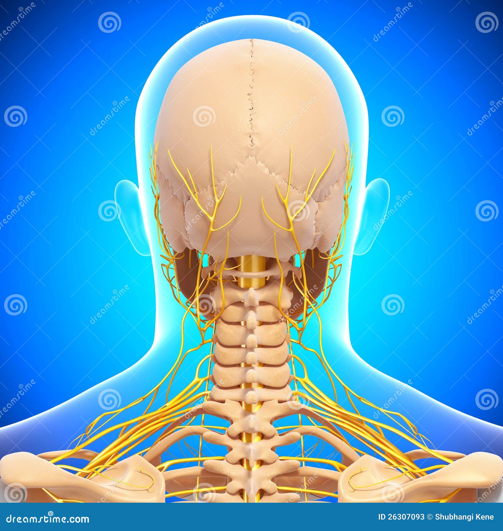Scheletro Della Testa Umana E Sistema Nervoso Illustrazione di Stock ...