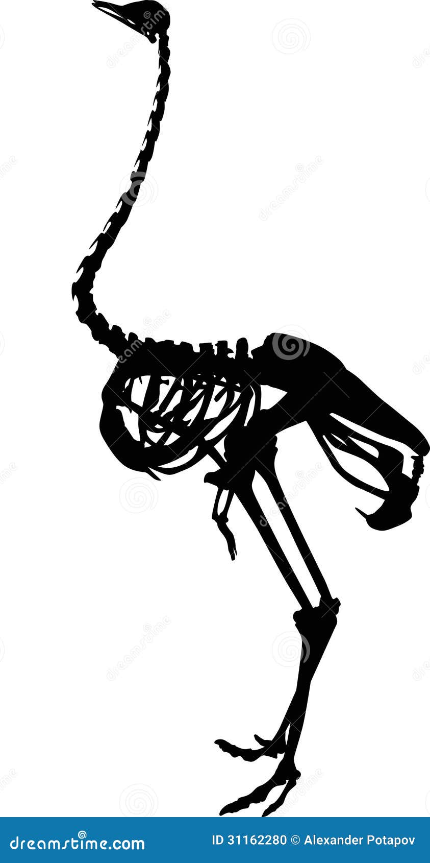 Scheletro Dello Struzzo Isolato Su Bianco Illustrazione Vettoriale ...