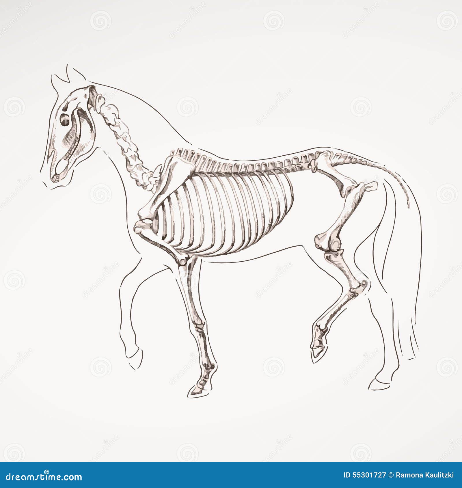 Scheletro Disegnato a Mano Del Cavallo Illustrazione di Stock ...