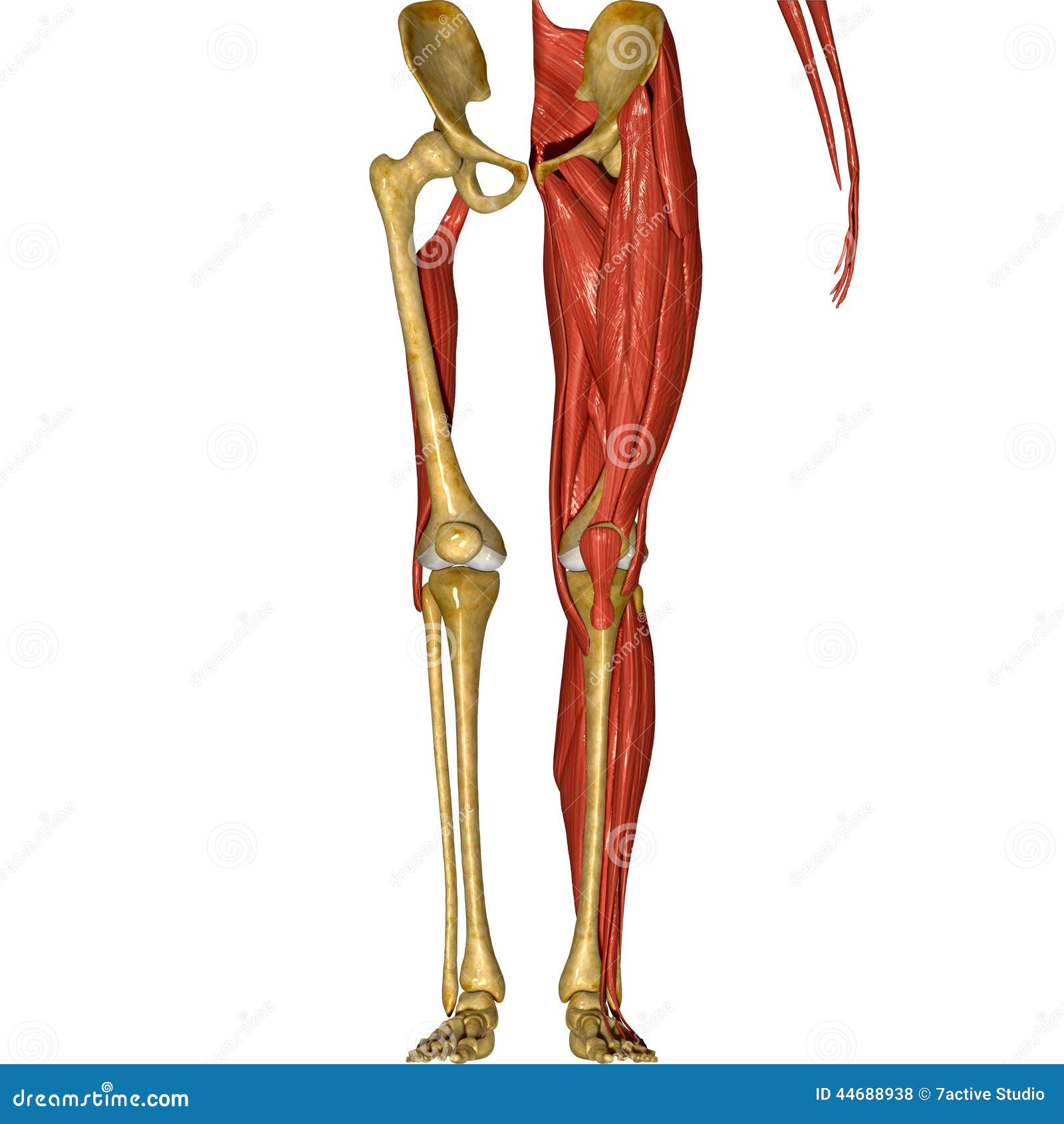 Scheletro E Muscoli Delle Gambe Illustrazione di Stock - Illustrazione di ferita, biologia: 44688938