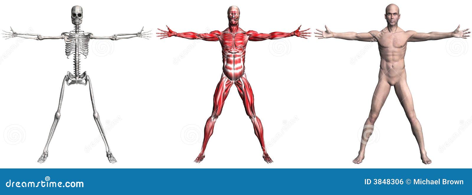 Scheletro E Muscoli Di Un Maschio Umano Illustrazione di Stock - Illustrazione di salute ...