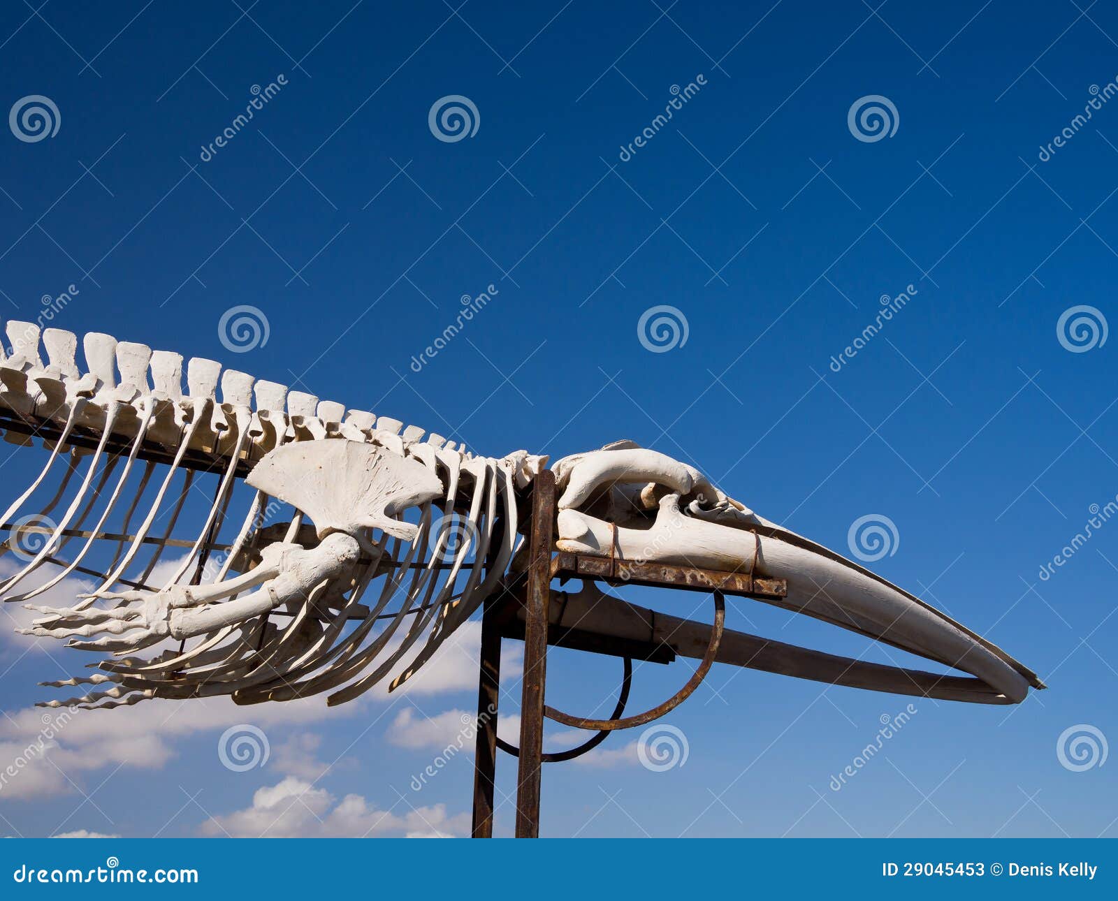 Scheletro Fuerteventura Della Balena Fotografia Stock Editoriale ...