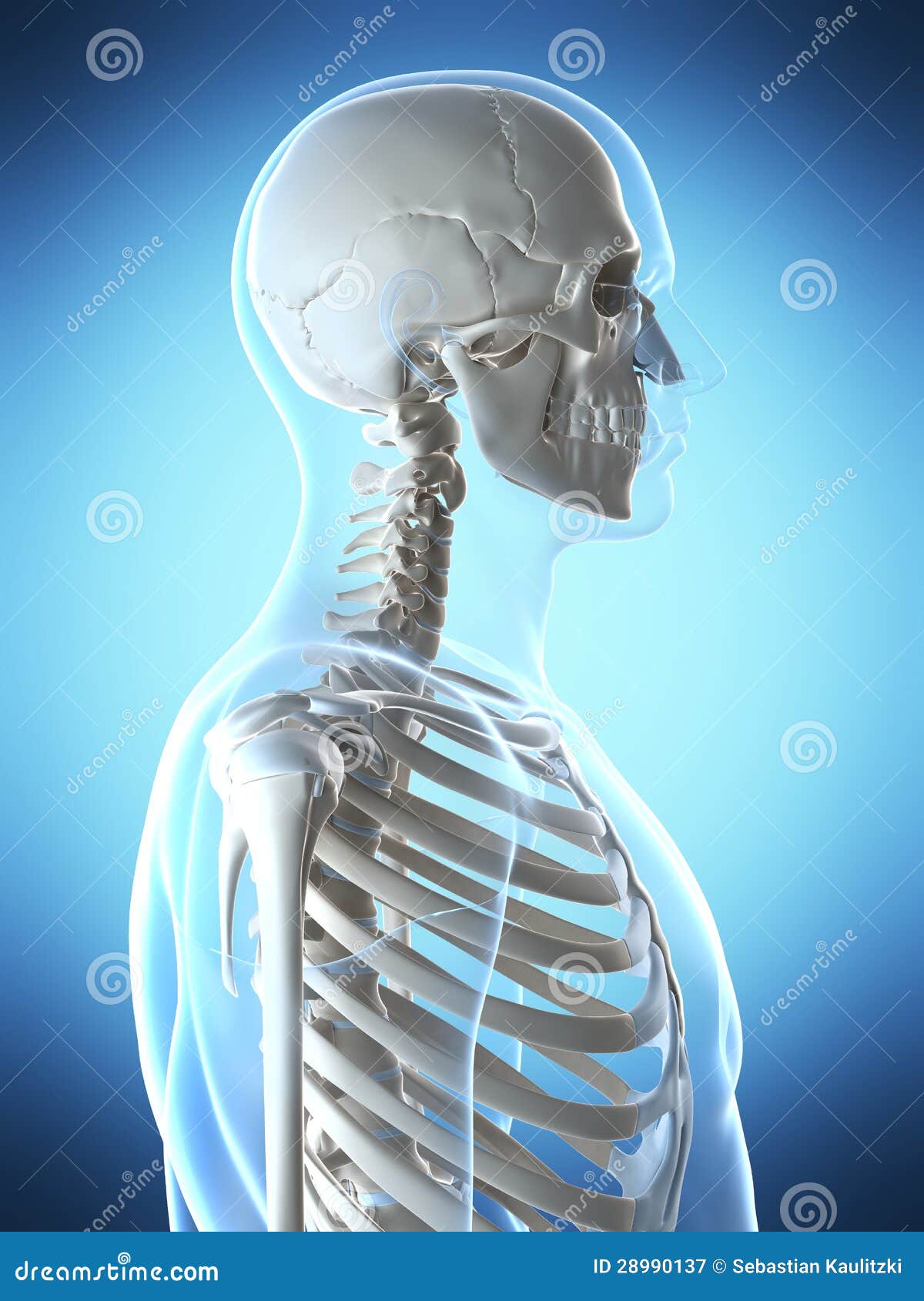 Scheletro maschio illustrazione di stock. Illustrazione di umano - 28990137