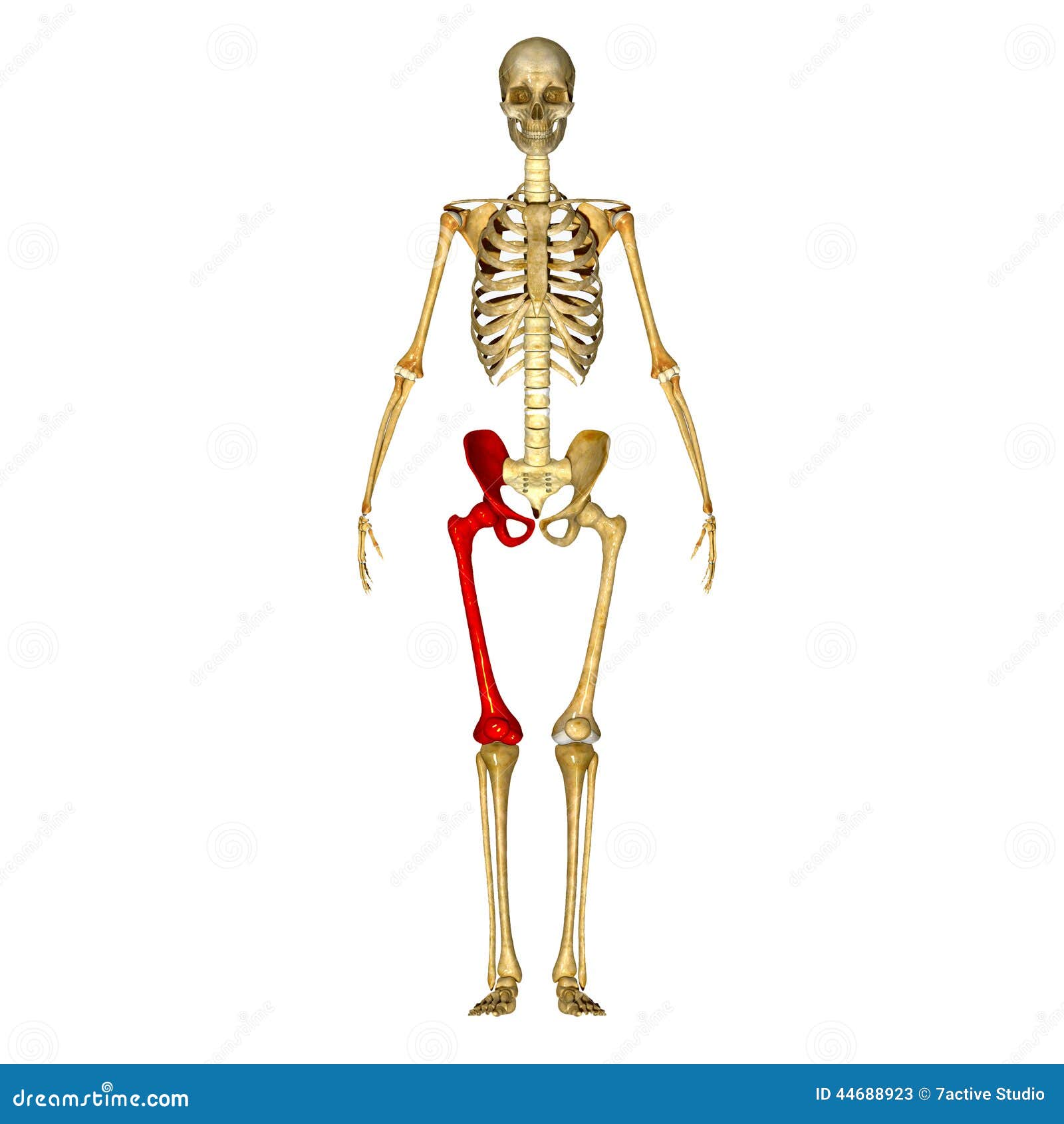 Scheletro: Ossa Del Femore E Dell'anca Illustrazione di Stock ...