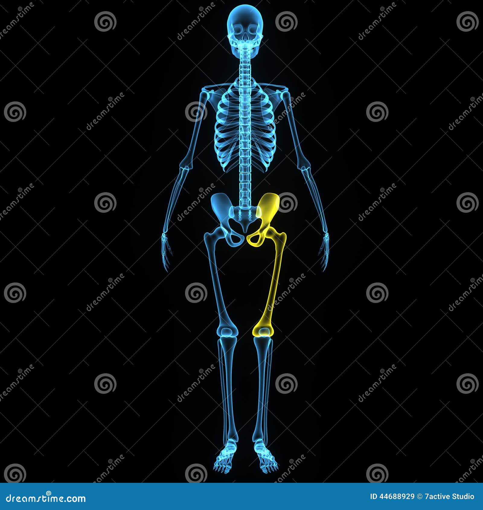 Scheletro: Ossa Del Femore E Dell'anca Illustrazione di Stock ...