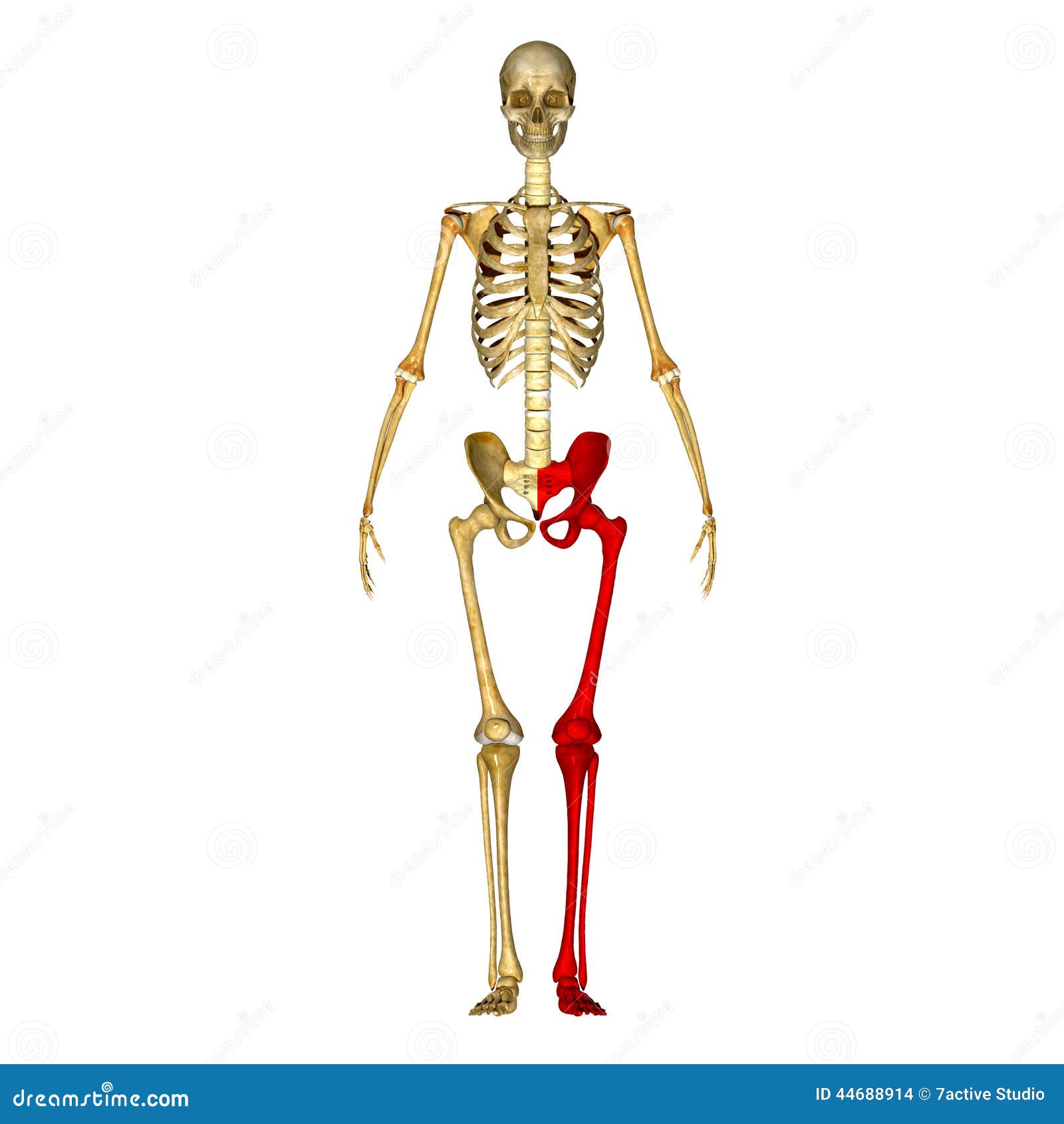 Scheletro: Ossa Della Gamba Illustrazione di Stock - Illustrazione di piede, anatomico: 44688914