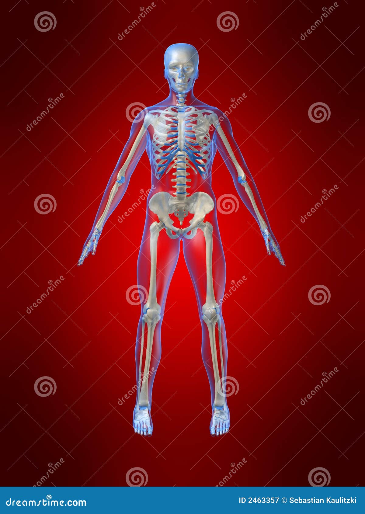 Scheletro umano illustrazione di stock. Illustrazione di cranio - 2463357