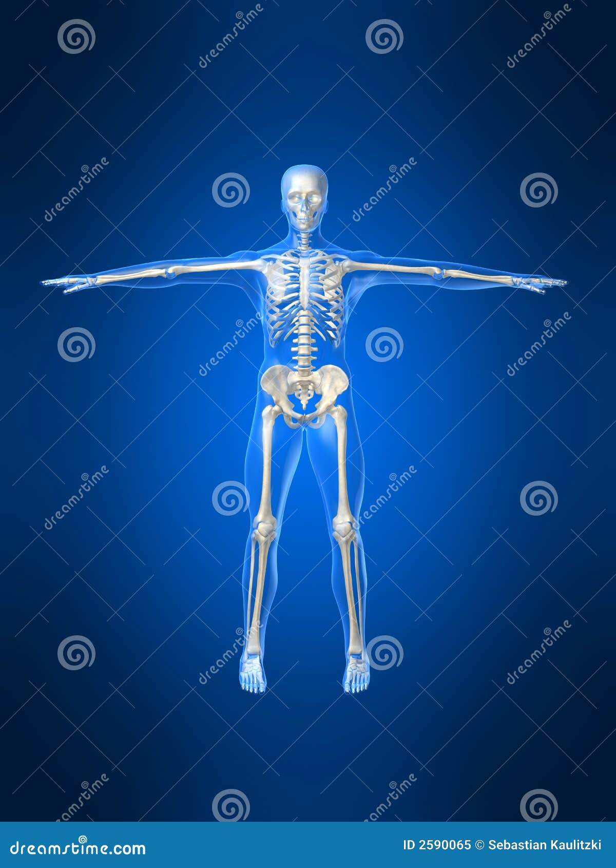 Scheletro umano illustrazione di stock. Illustrazione di illustrazione ...