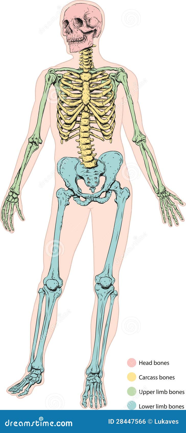 Scheletro umano illustrazione vettoriale. Illustrazione di scheletro ...