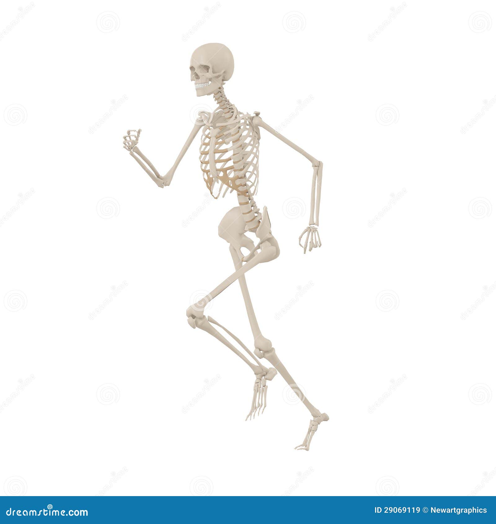 Scheletro umano illustrazione di stock. Illustrazione di medicina ...