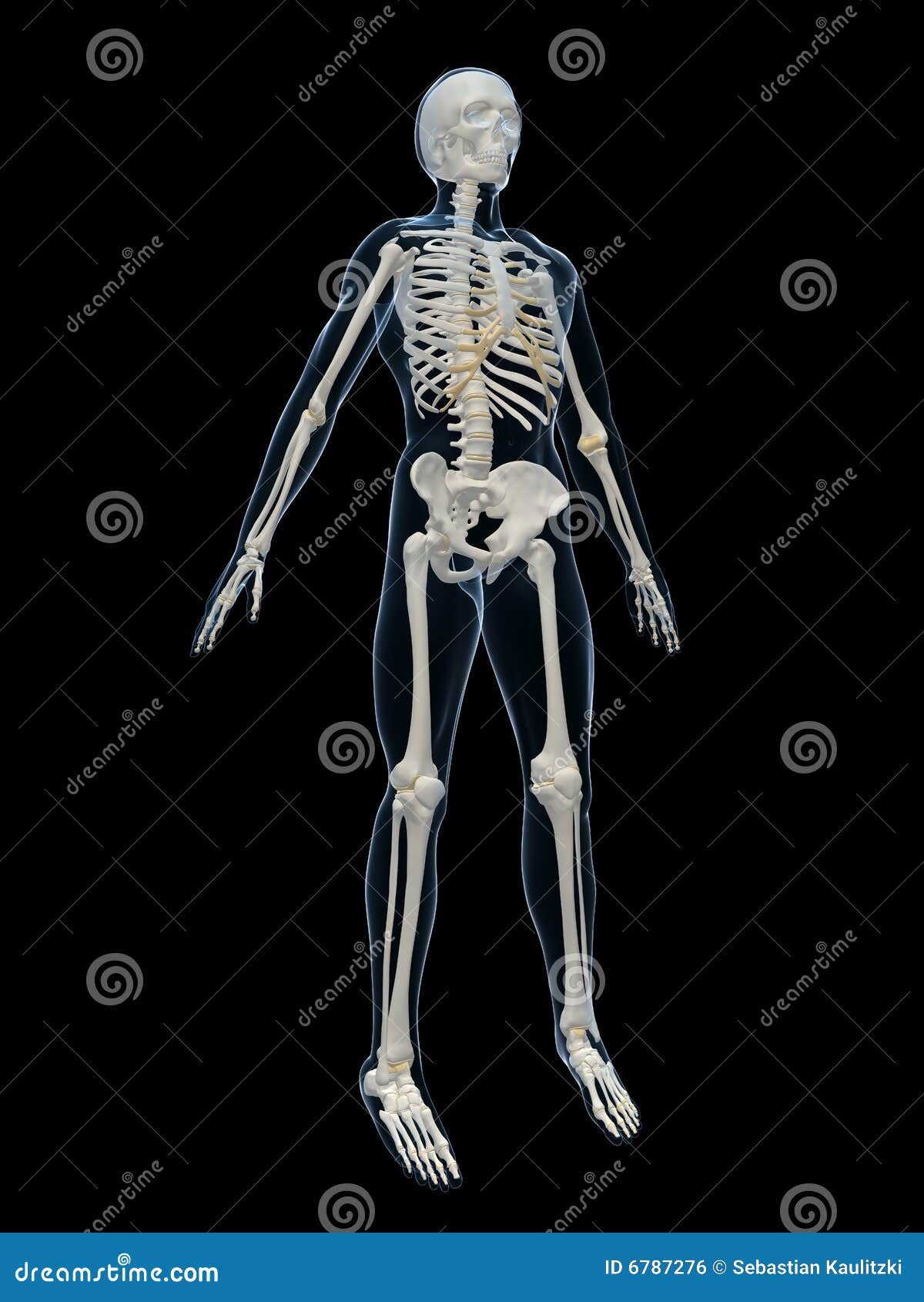 Scheletro umano illustrazione di stock. Illustrazione di reumatismo ...