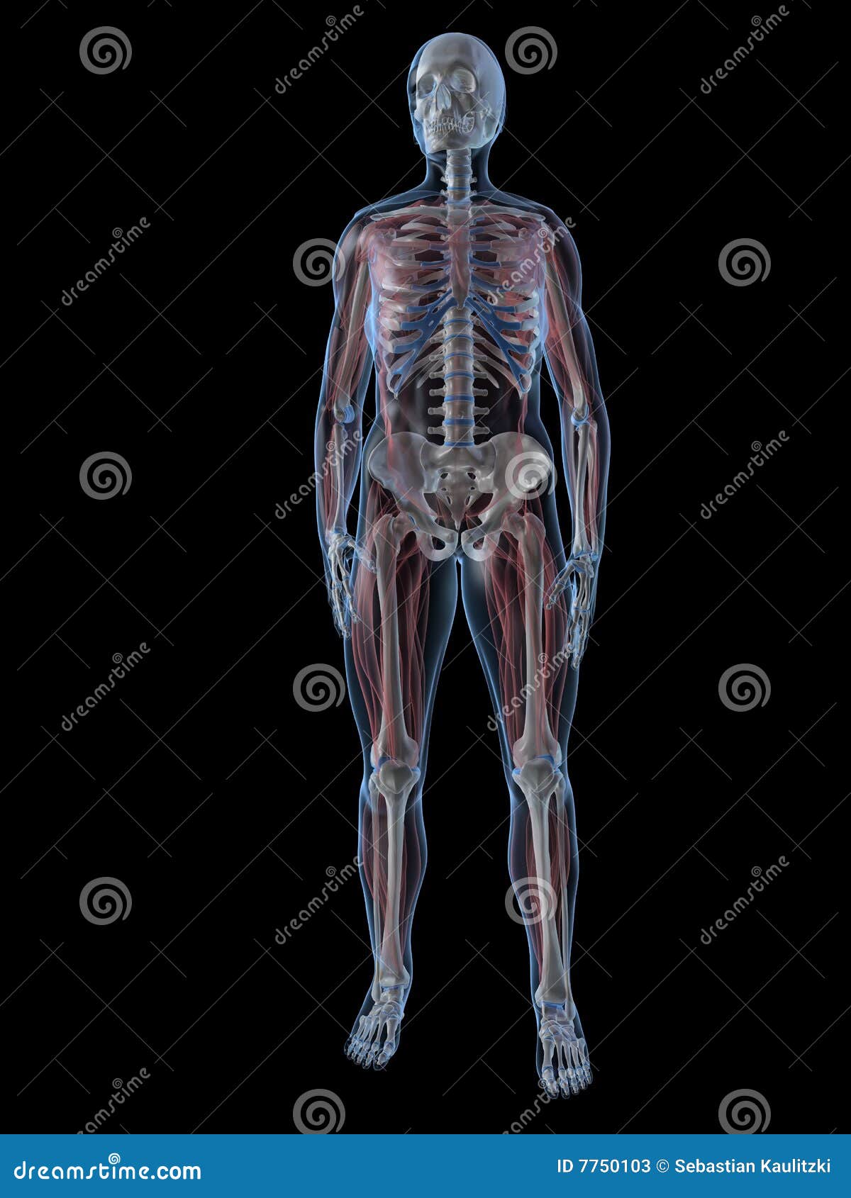 Scheletro umano illustrazione di stock. Illustrazione di uomo - 7750103