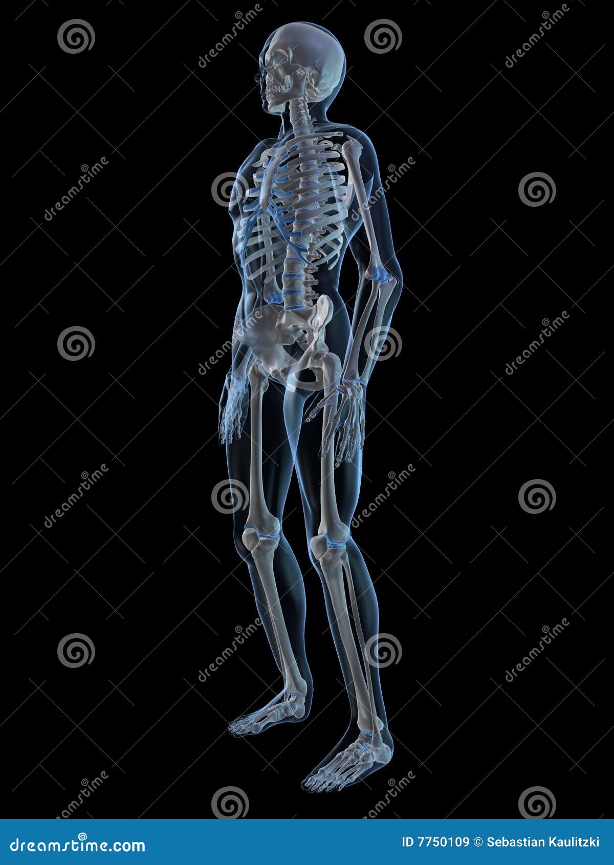 Scheletro umano illustrazione di stock. Illustrazione di raggio - 7750109