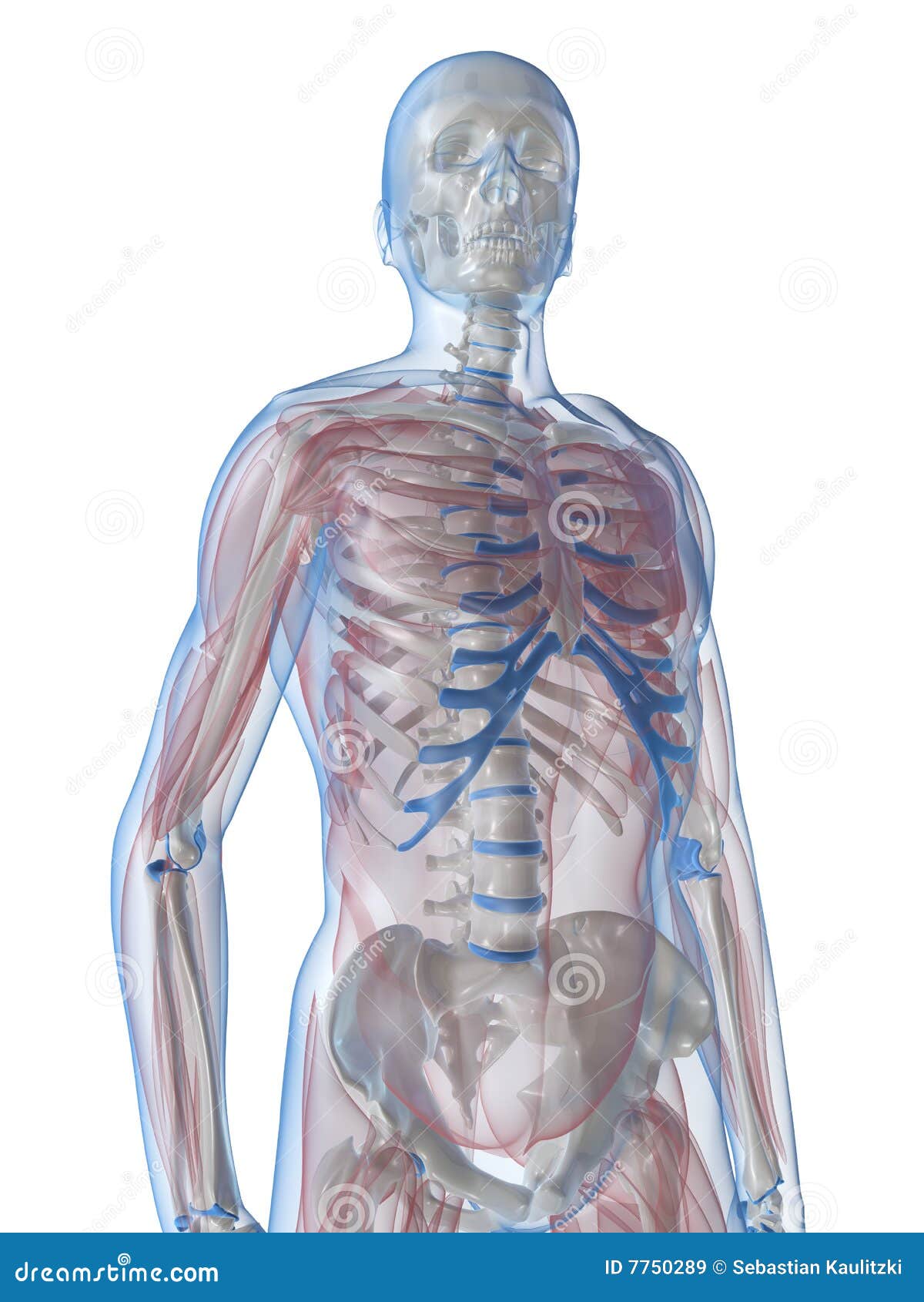 Scheletro umano illustrazione di stock. Illustrazione di muscolo - 7750289