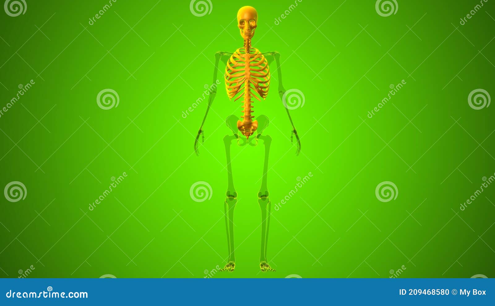 Scheletro Umano Anatomia Di Scheletro Assiale 3d Illustrazione di Stock ...