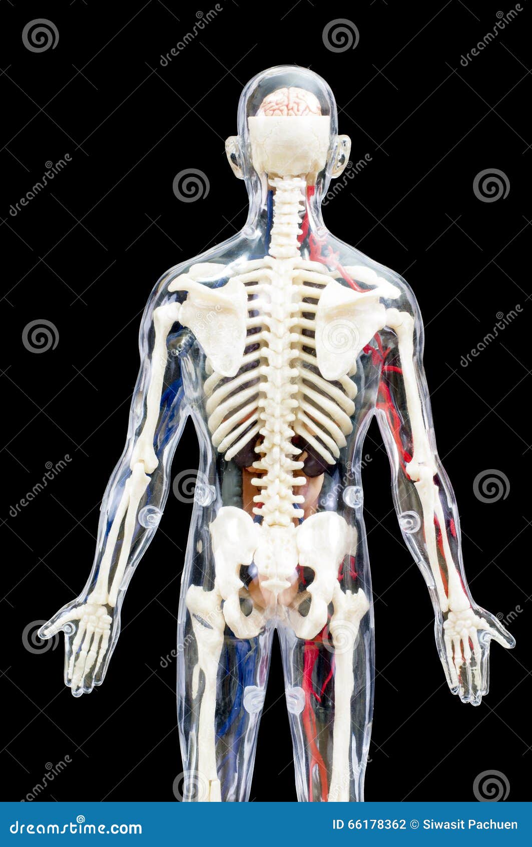 Scheletro Umano Con Gli Organi Interni Fotografia Stock - Immagine di ...