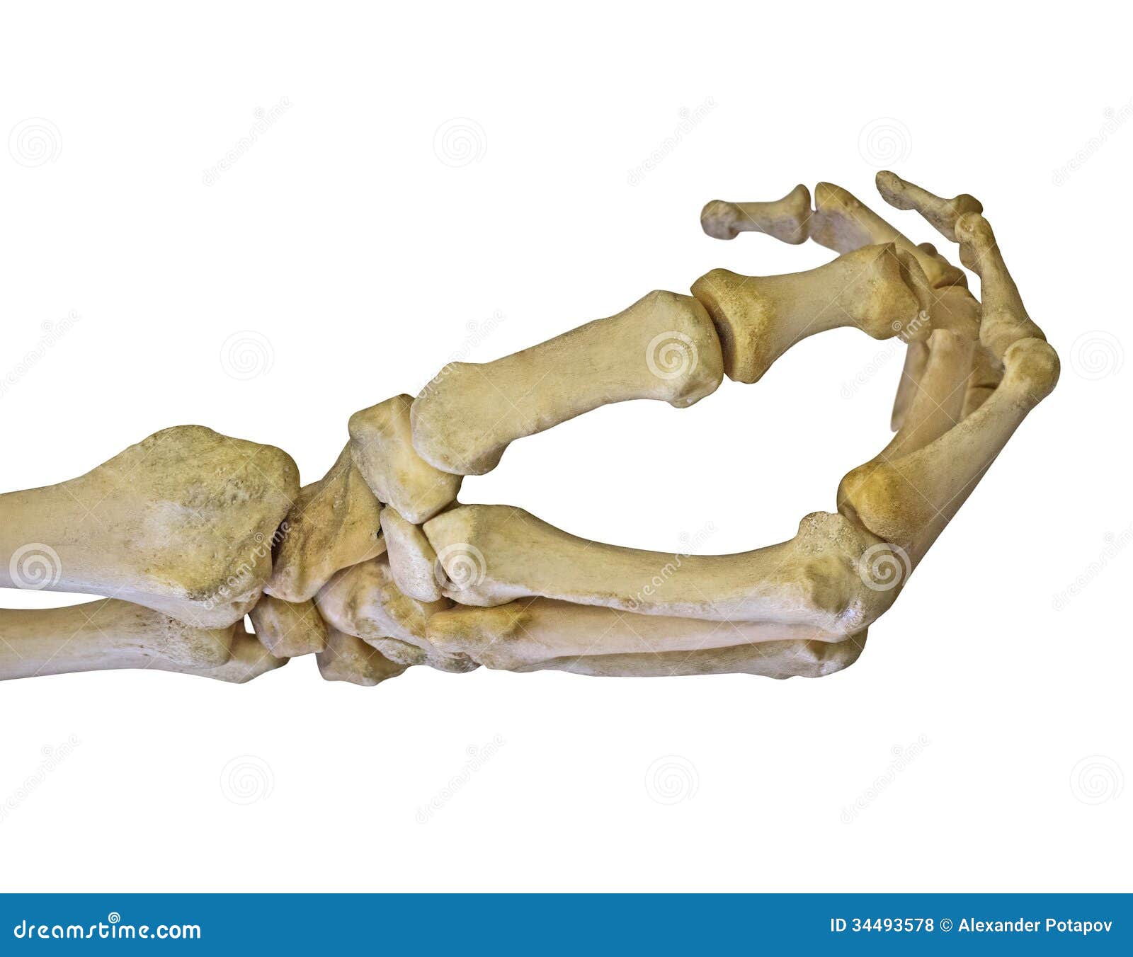 Scheletro Umano Della Mano Isolato Su Bianco Fotografia Stock ...