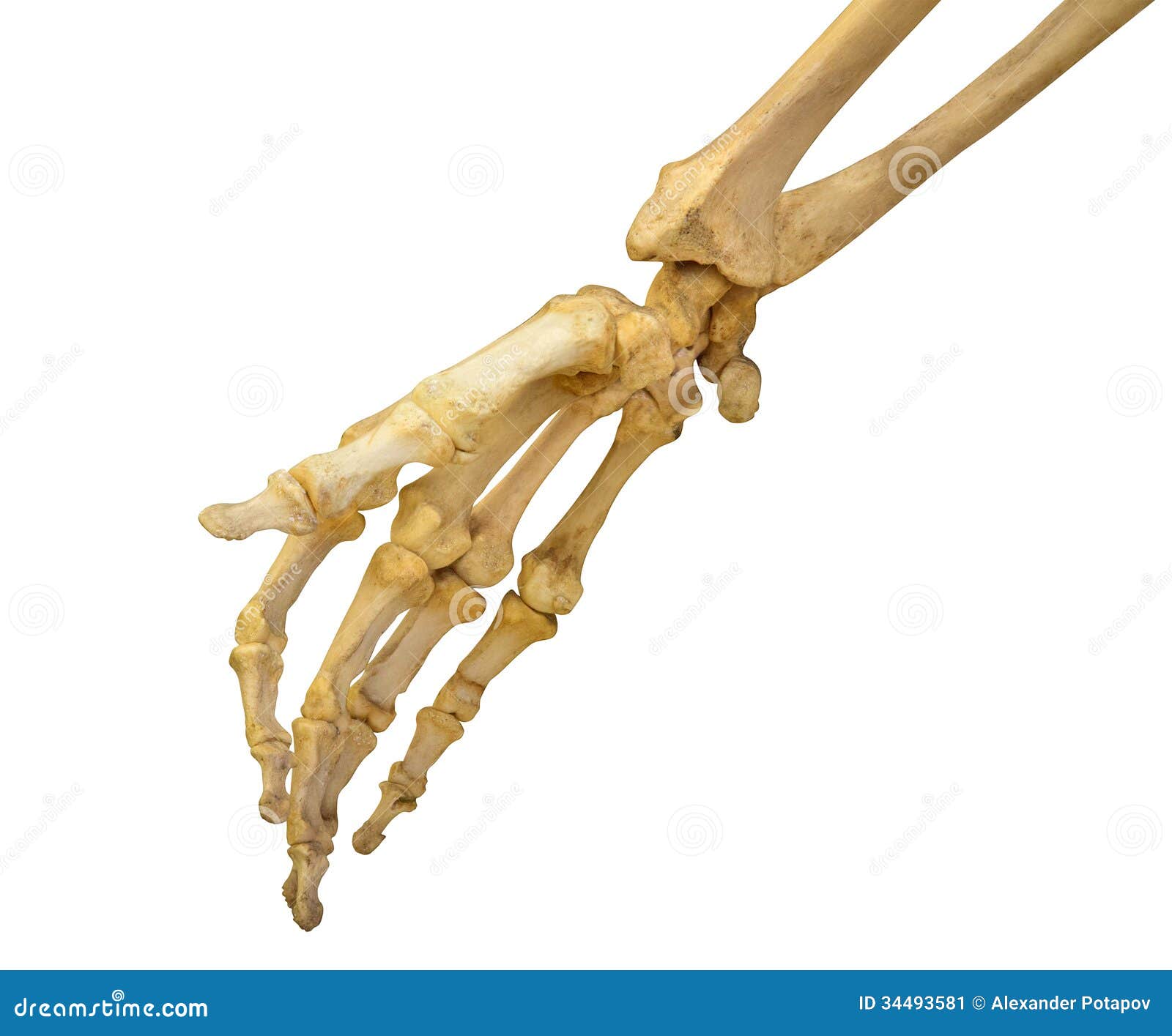 Scheletro Umano Della Mano Su Bianco Immagine Stock - Immagine di ...