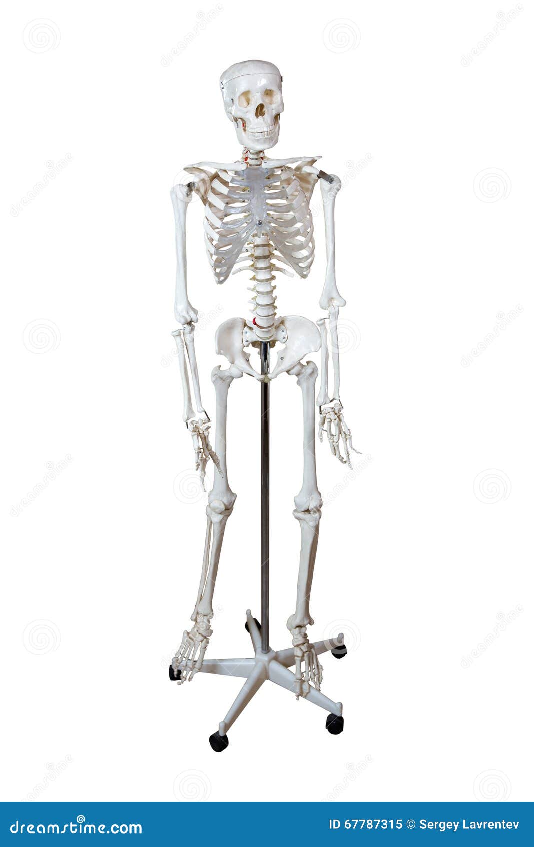 Anatomico Maschio Scheletro Foto Stock - Download 917 Royalty Free Photos