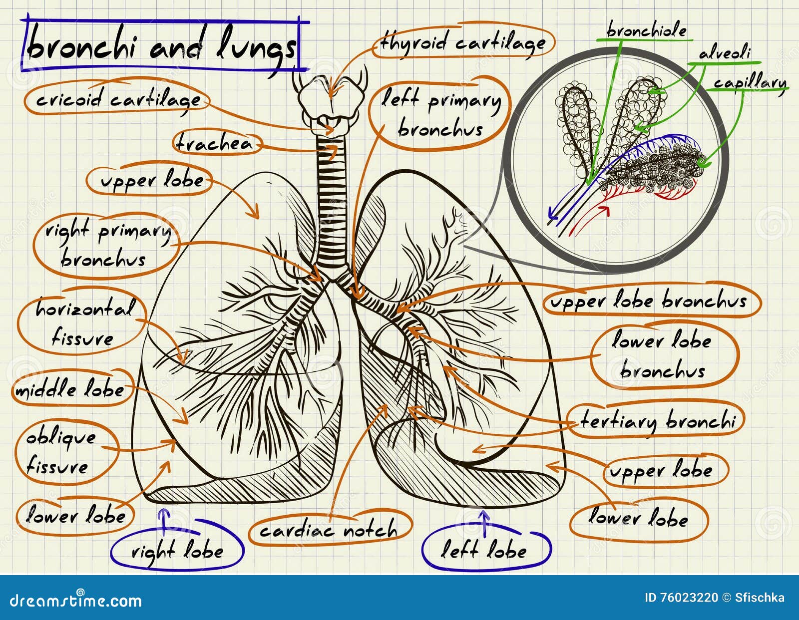 Schema dei polmoni umani illustrazione vettoriale. Illustrazione di ...