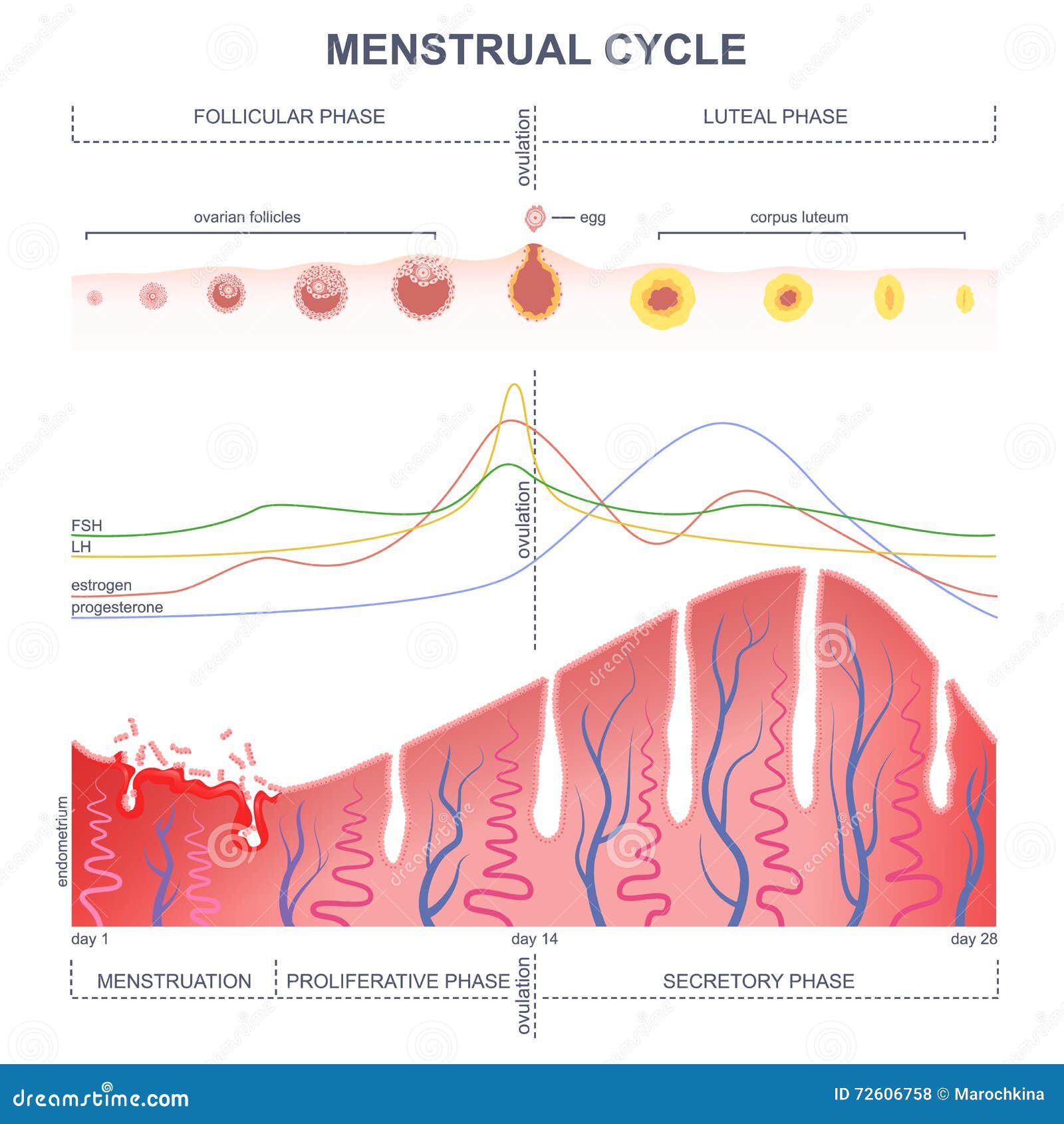 Schema del ciclo mestruale illustrazione vettoriale. Illustrazione di ...