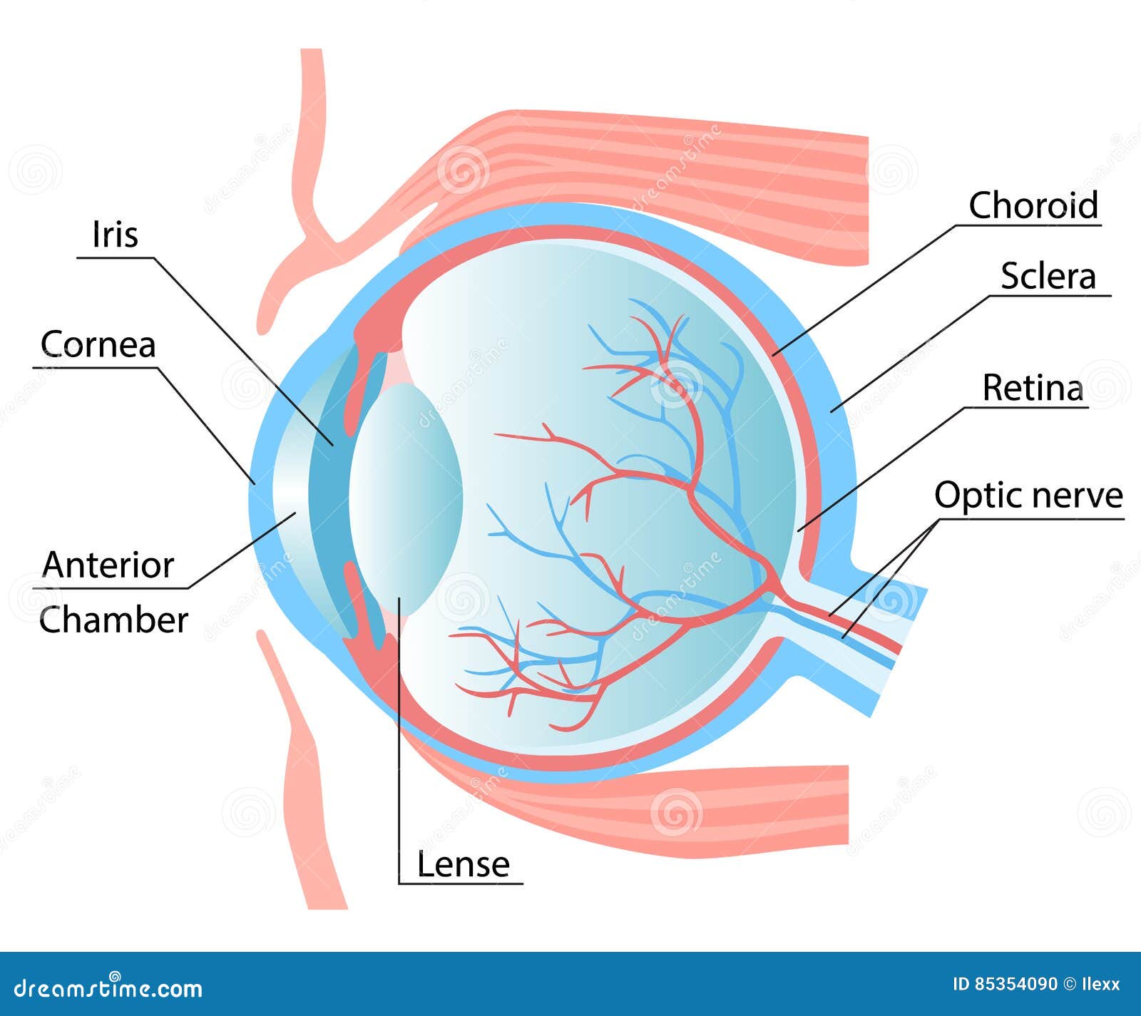 Schema Della Struttura Dell'occhio Umano Illustrazione di Stock ...