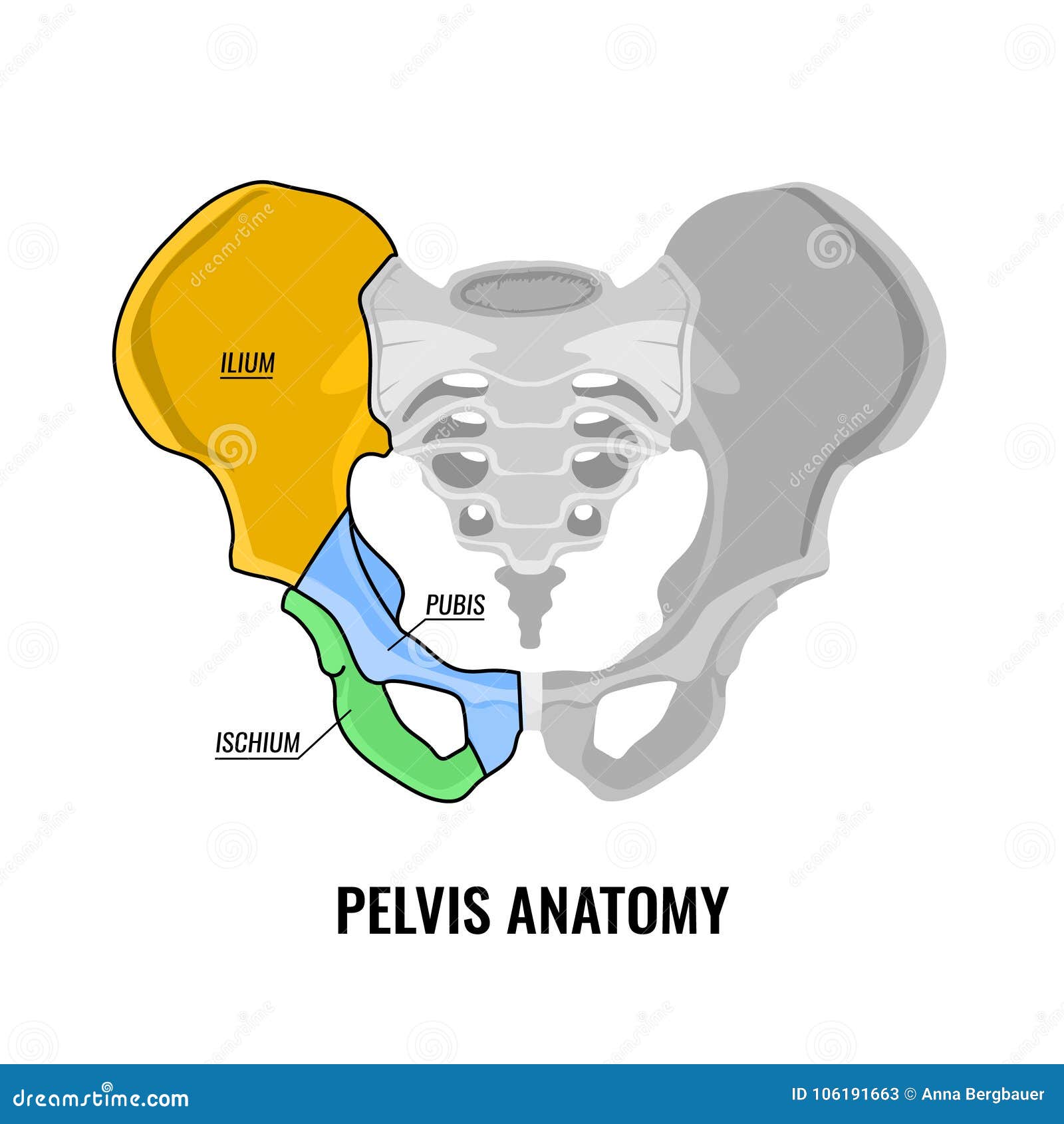 Schema Di Anatomia Del Bacino Illustrazione Vettoriale - Illustrazione ...