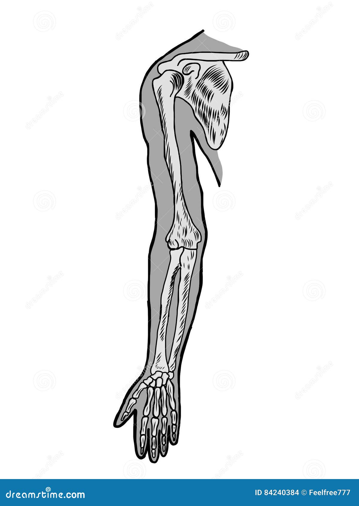 Schema Di Anatomia Delle Ossa Di Braccio Illustrazione di Stock ... Schema Di Anatomia Delle Ossa Di Braccio Illustrazione di Stock ...