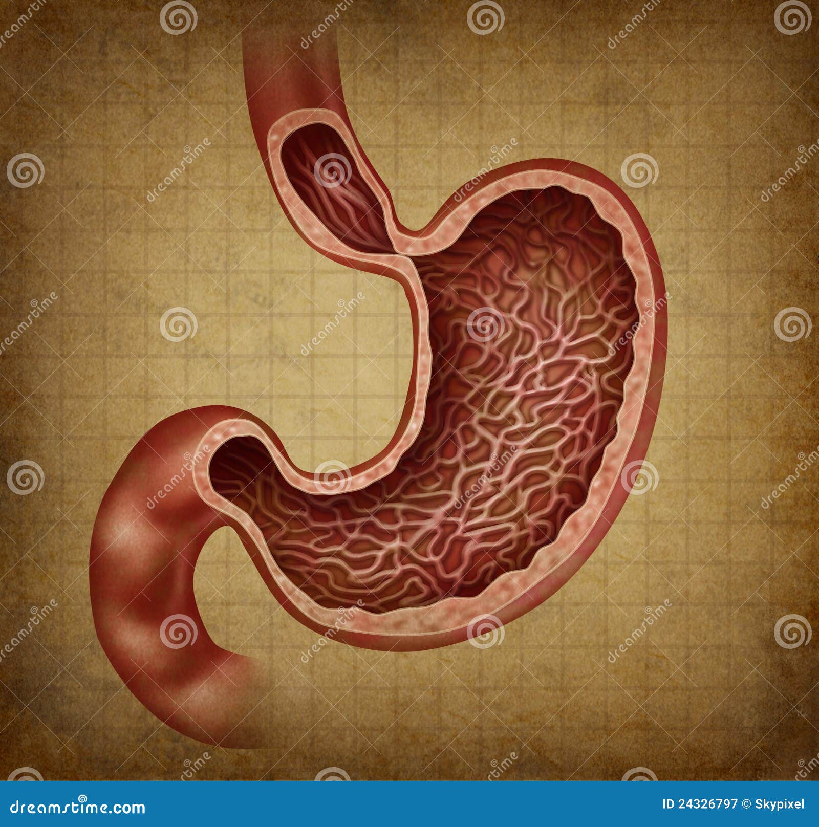 Schema Di Grunge Di Anatomia Dello Stomaco Illustrazione di Stock ...