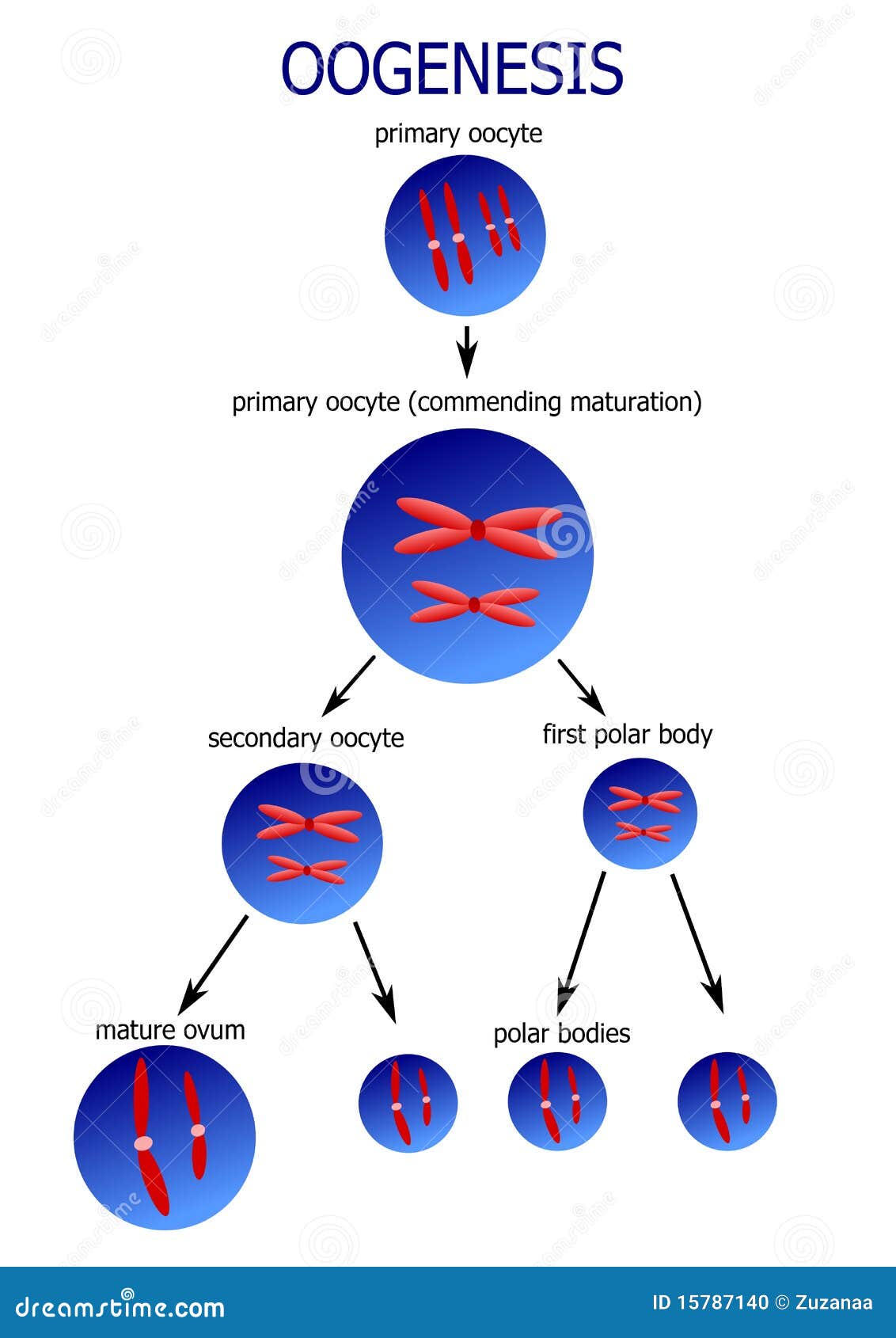 Schema di ovogenesi illustrazione vettoriale. Illustrazione di scienza ...