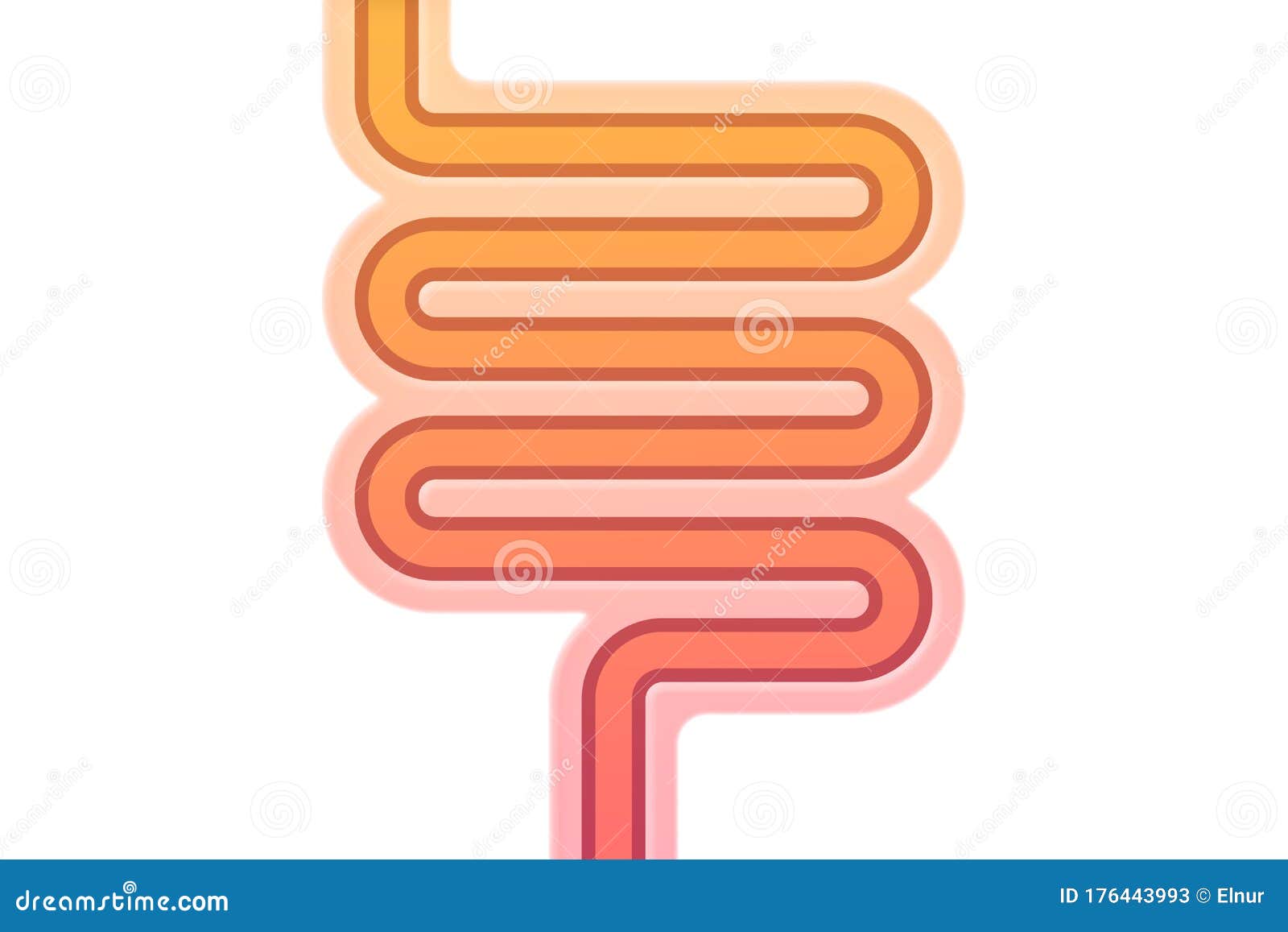 Schema Illustration Der Menschlichen Darm Stock Abbildung ...