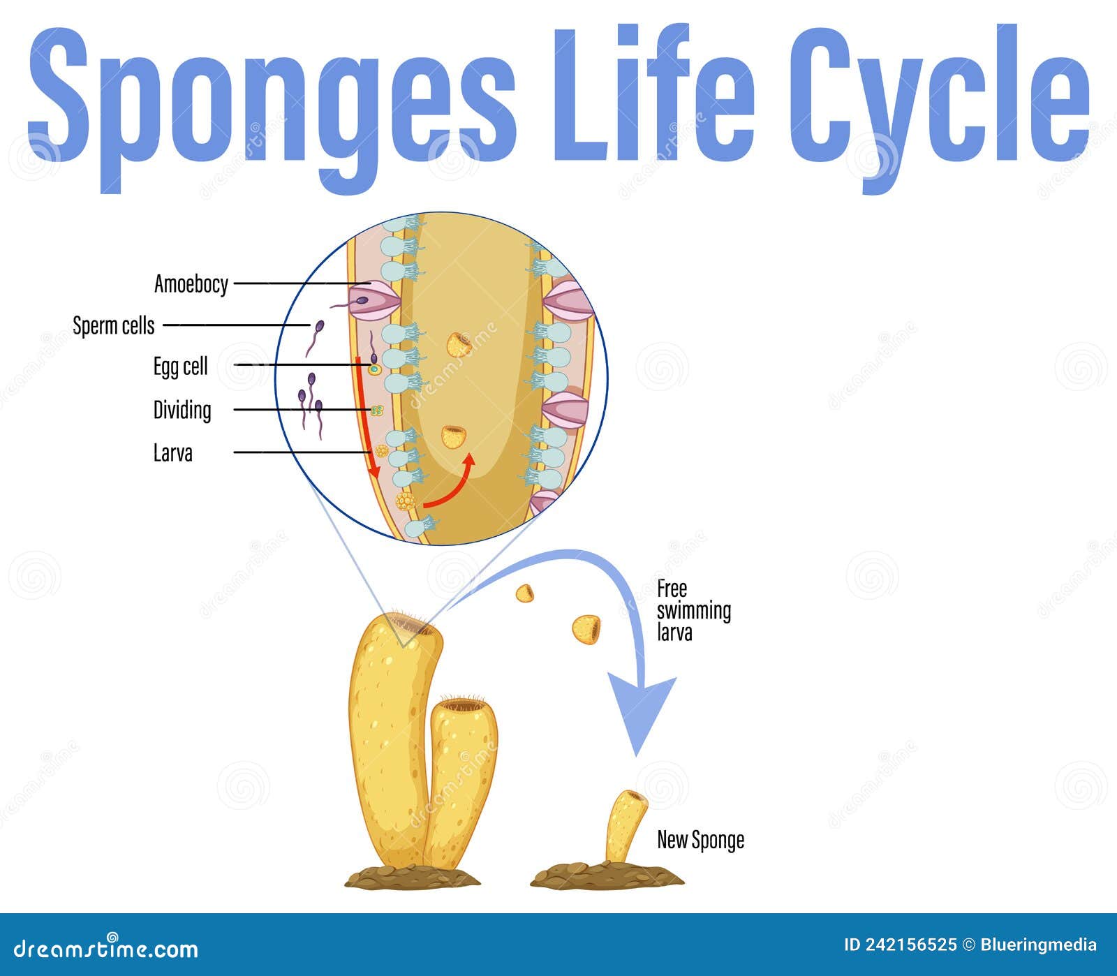 Schema Met De Levenscyclus in Sponzen Vector Illustratie - Illustration ...
