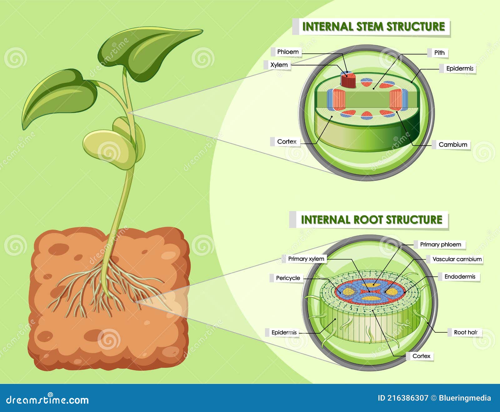 Schema Met Stam- En Wortelstructuur Vector Illustratie - Illustration ...