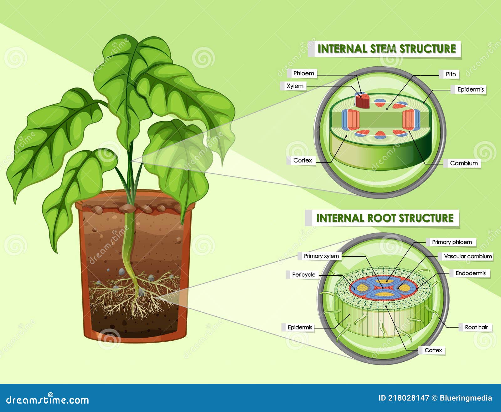 Schema Met Stam- En Wortelstructuur Vector Illustratie - Illustration ...