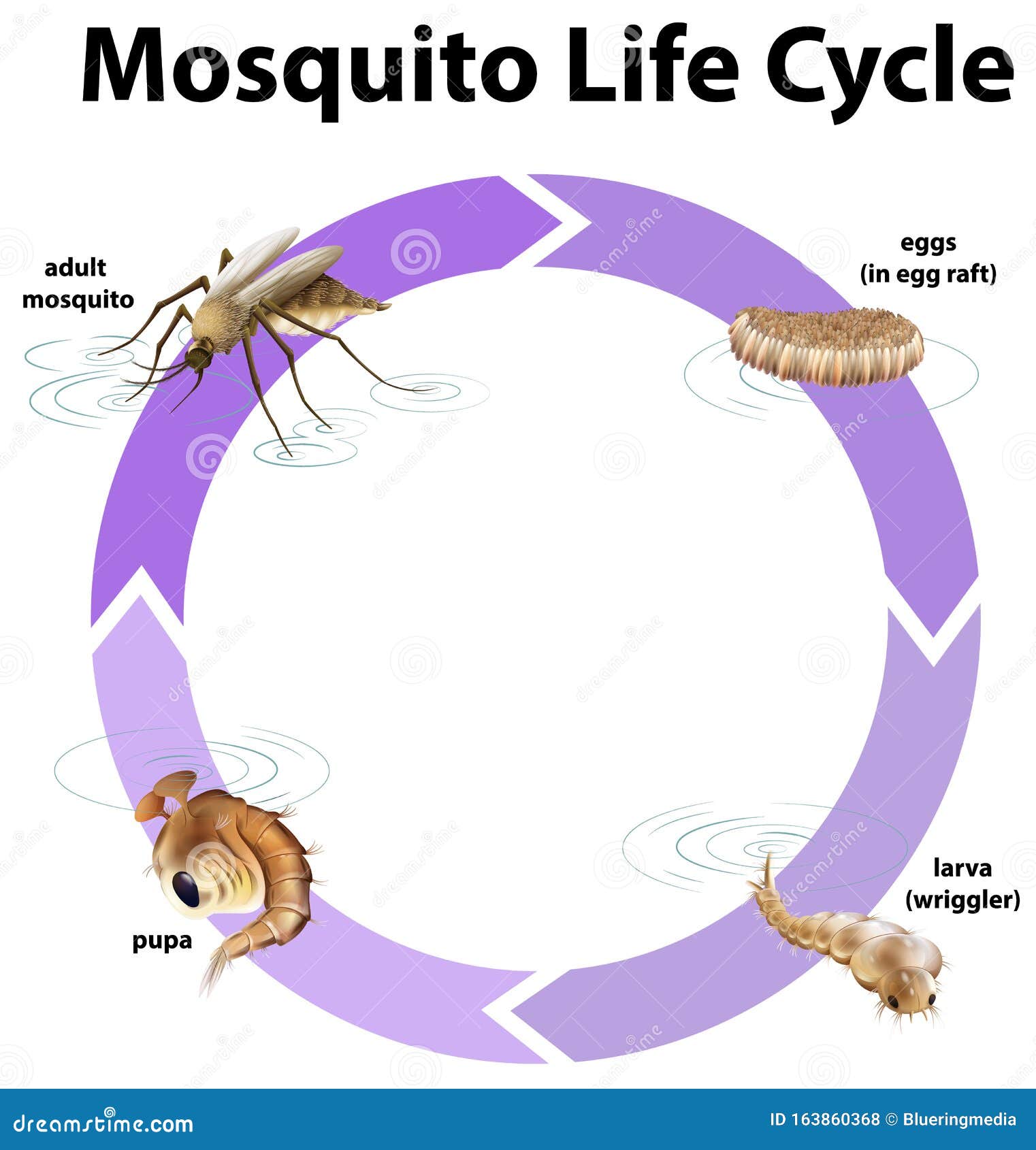 Schema Van De Levenscyclus Van Muggen Vector Illustratie - Illustration ...