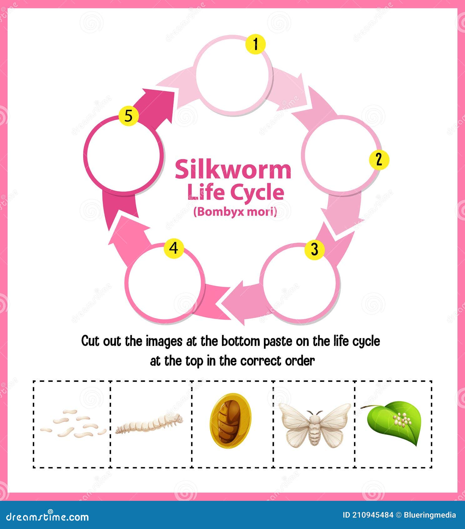 Schema Van De Levenscyclus Van Zijderupsen Vector Illustratie ...