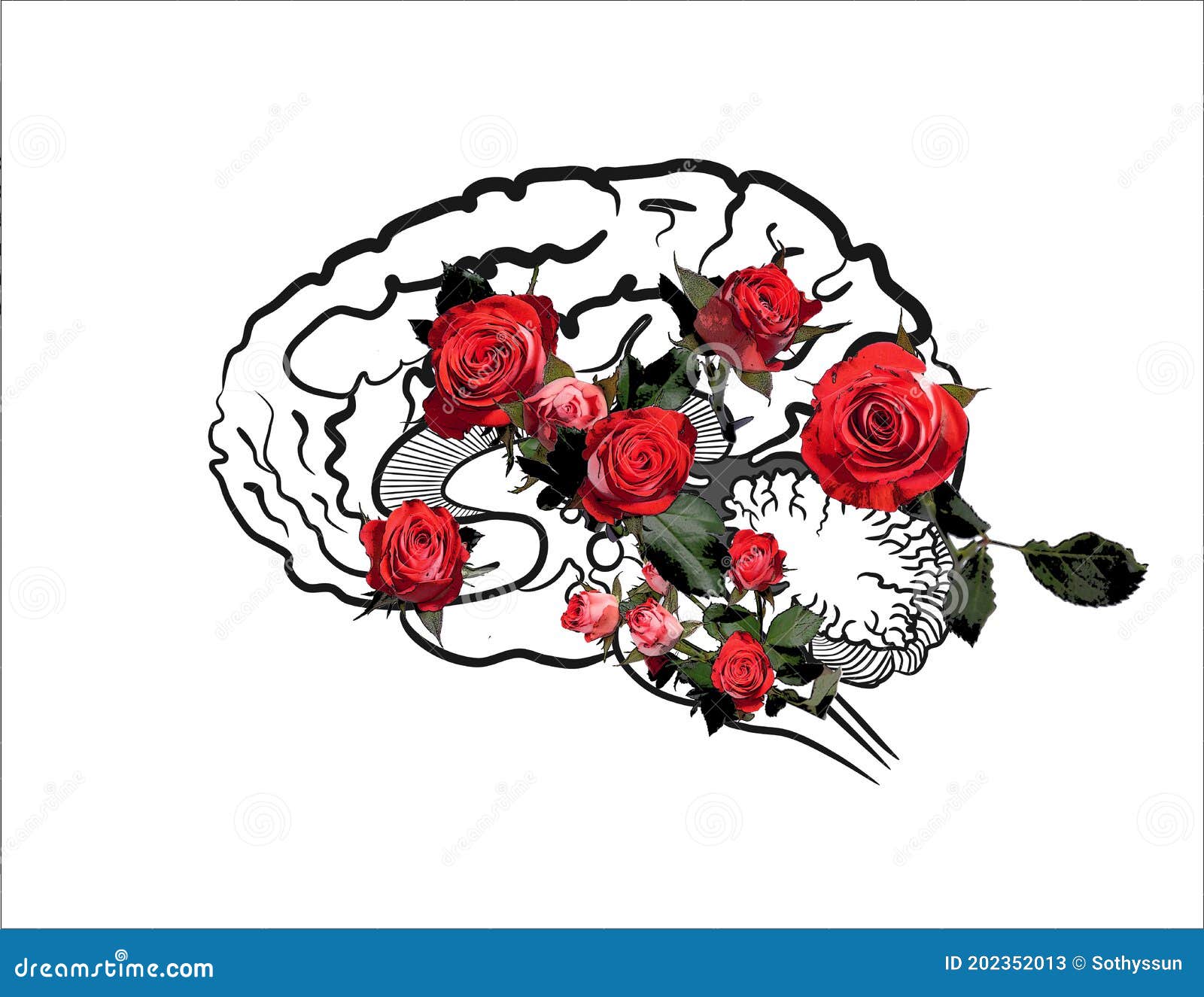 Schematic Human Brain Anatomy Side View with Pink Roses Stock Image ...