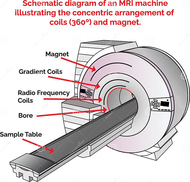 Schematic Diagram of an MRI Machine Illustrating the Concentric ...