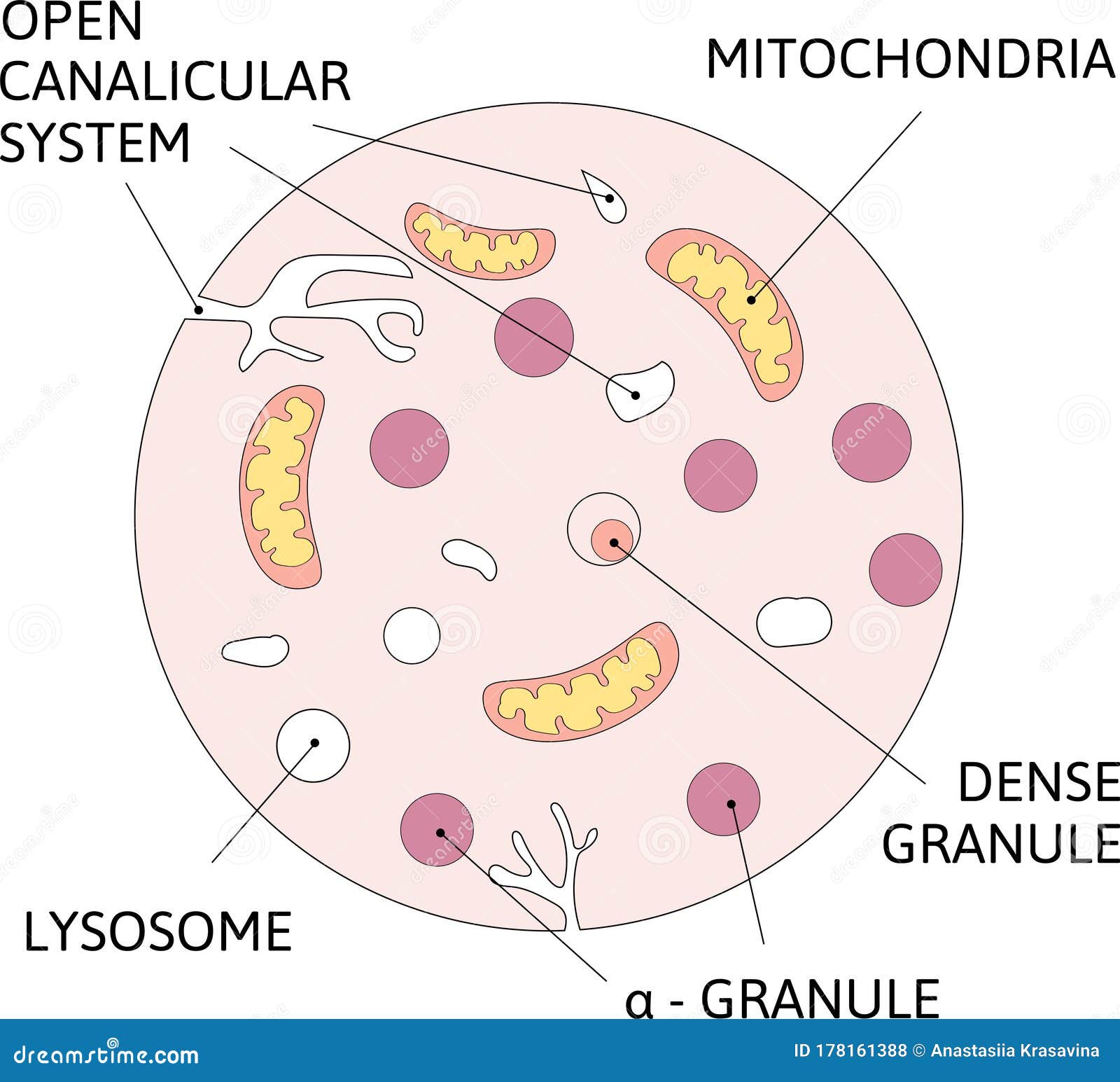 Schematic Diagram of Platelet. Contains -granules, Dense Granules, and ... Schematic Diagram of Platelet. Contains -granules, Dense Granules, and ...