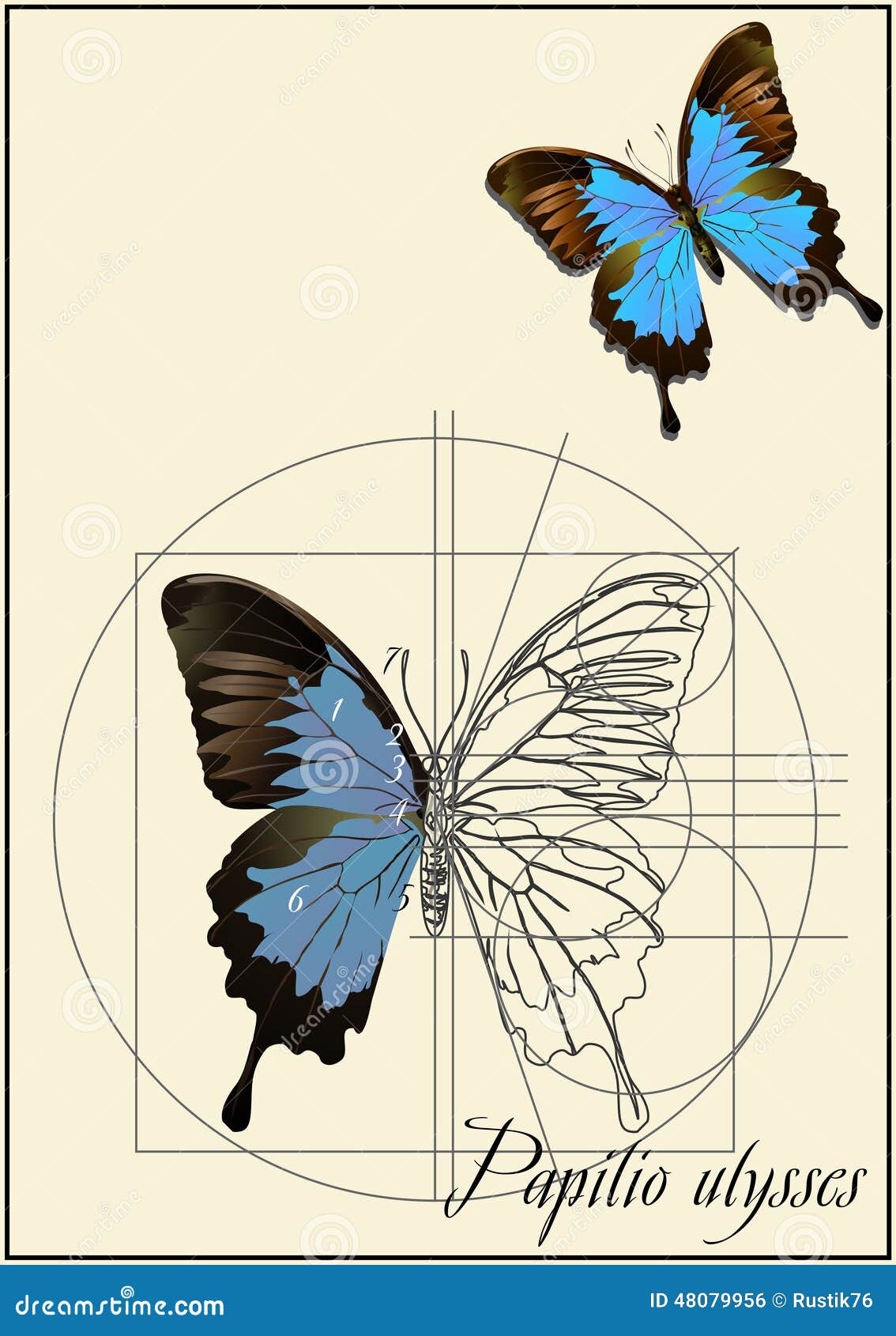 A Schematic Drawing Of A Butterfly. Vector Illustration | CartoonDealer ...