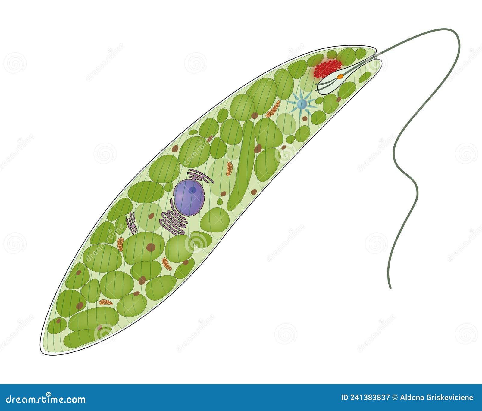 Schematic Illustration Of Euglena Gracilis Royalty-Free Stock Photo ...