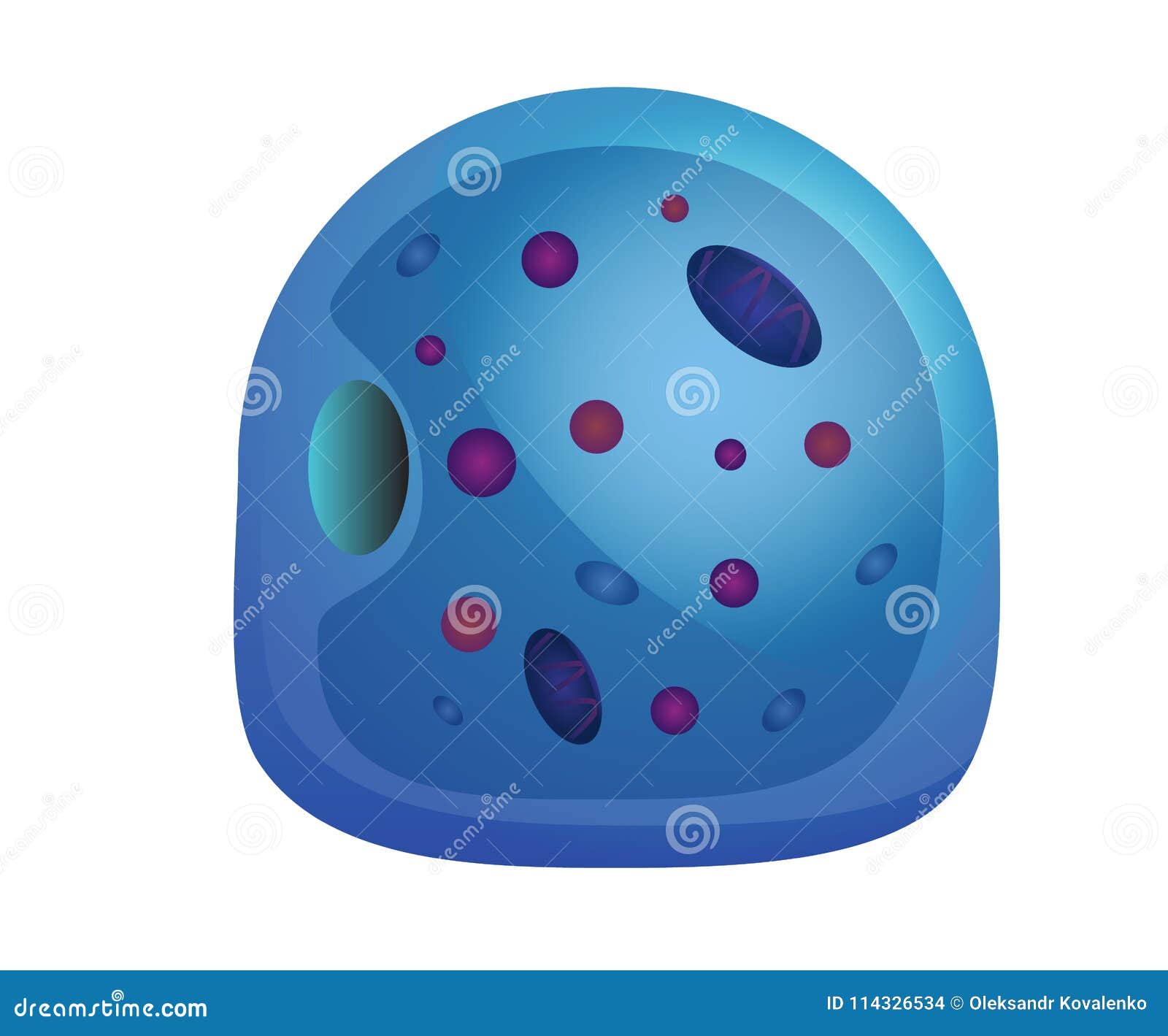 Human cell illustration stock vector. Illustration of membrance - 114326534