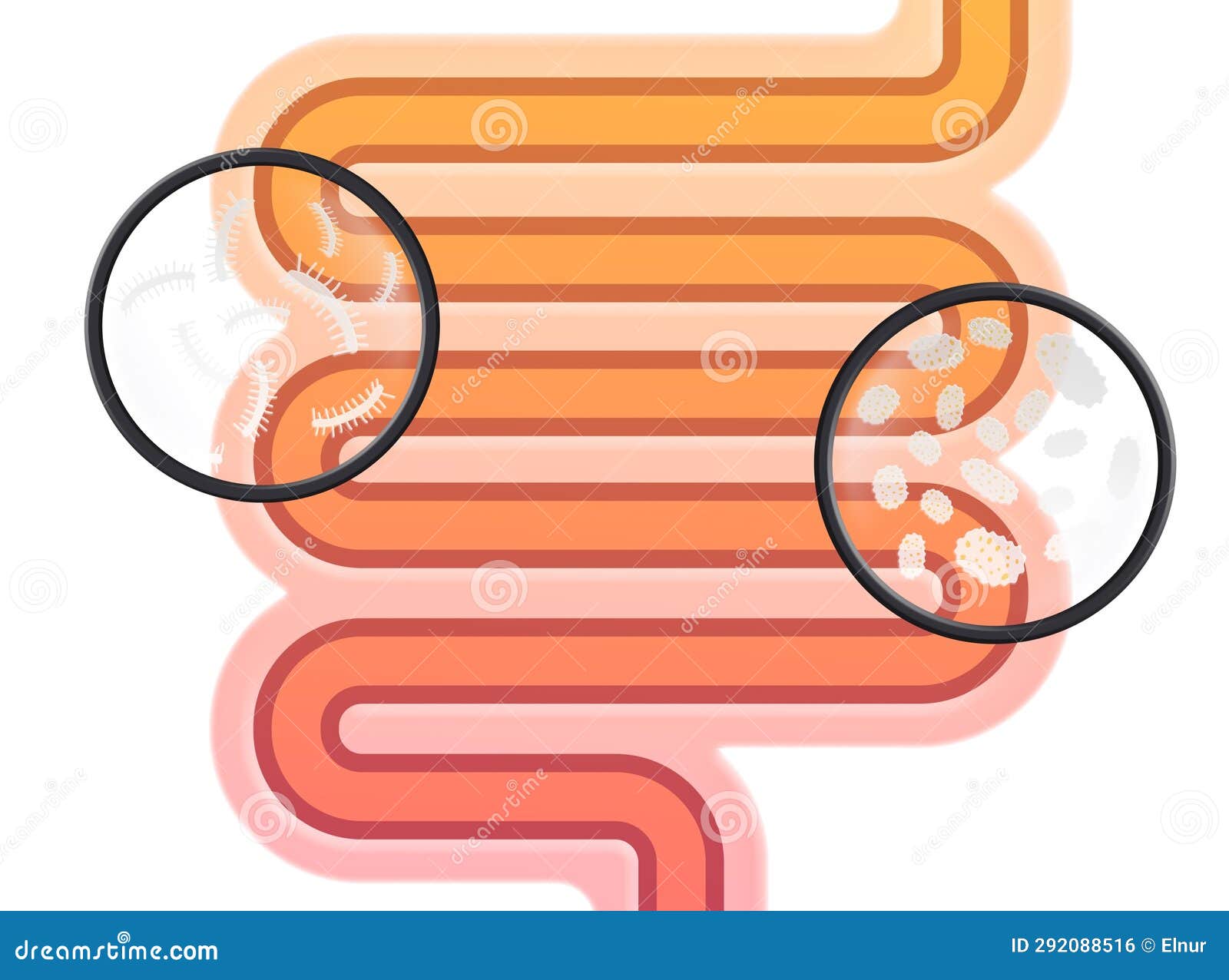 Schematic Illustration of Human Intestines with Microbes Stock ...