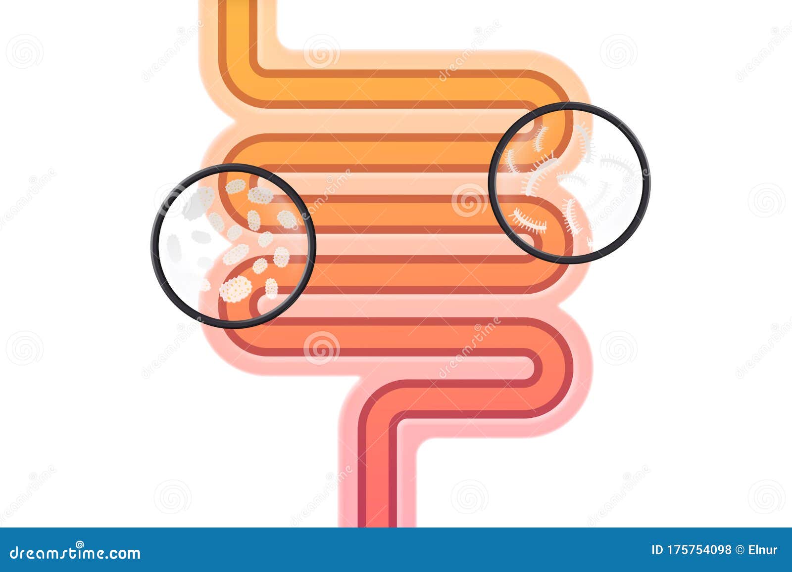 Schematic Illustration Of Human Intestines With Microbes ... Schematic Illustration Of Human Intestines With Microbes ...