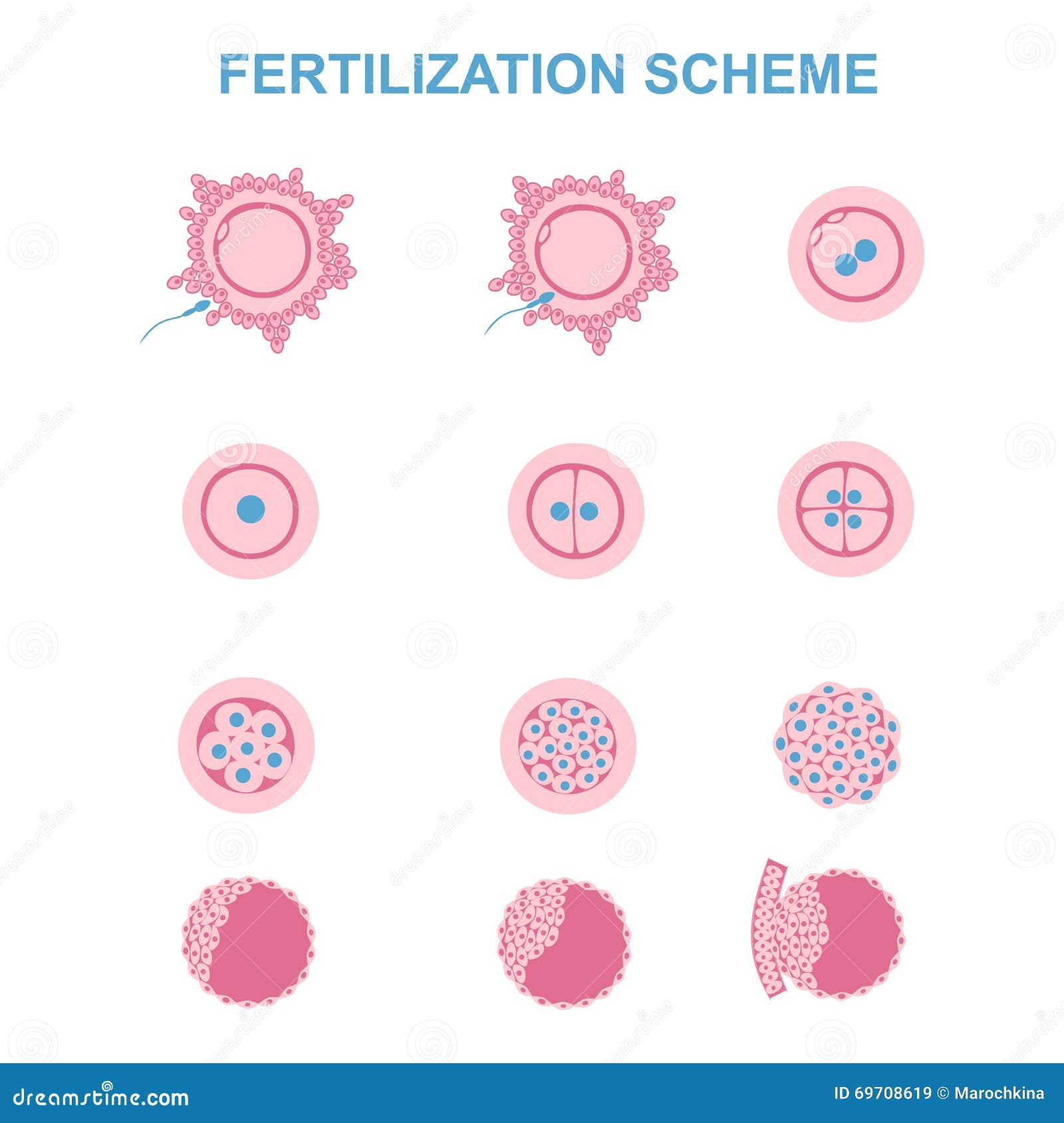 Schematic Image of Fertilization in Mammals Stock Vector - Illustration ...