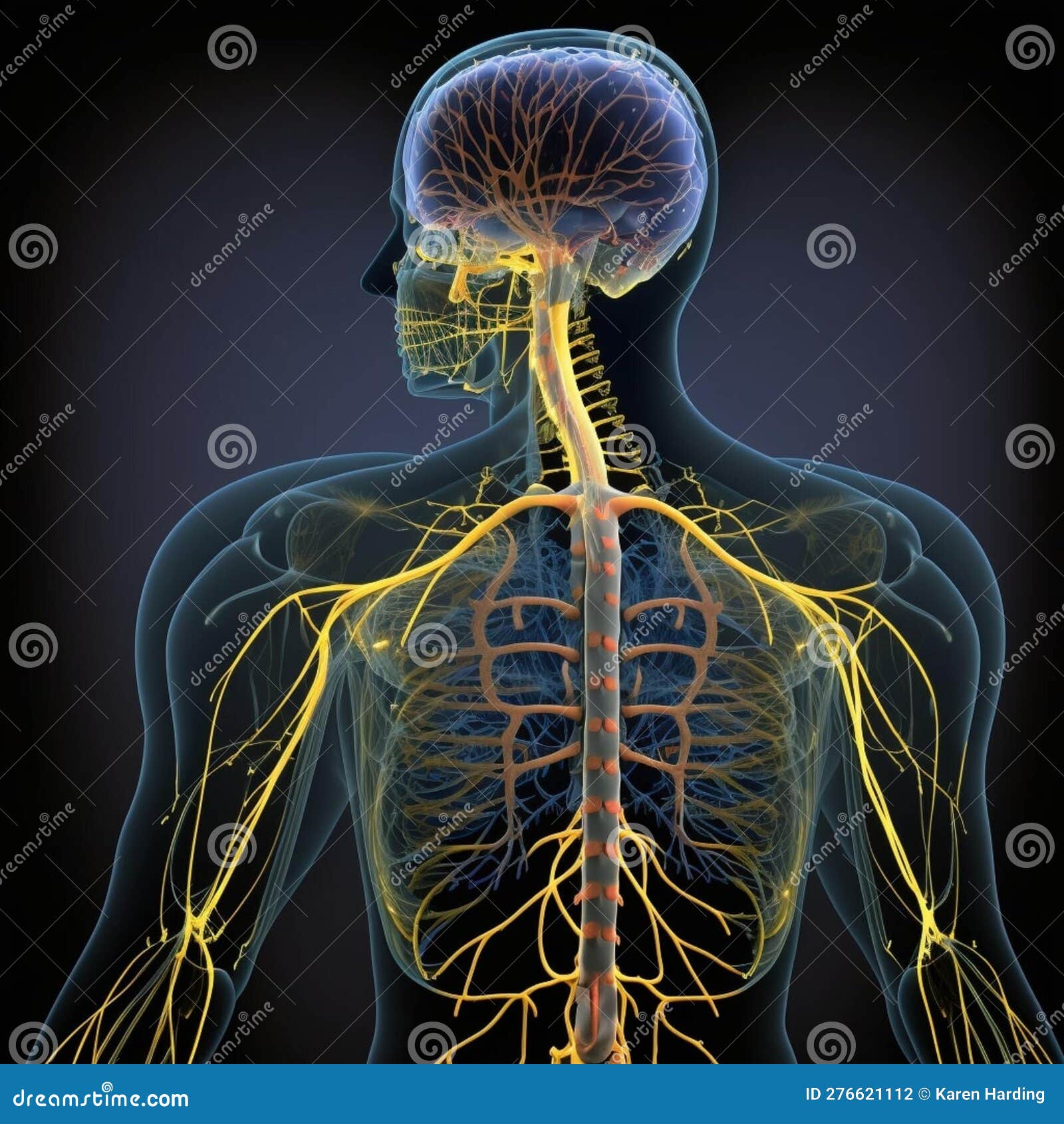 Brain And Spinal Cord Anatomy - Cross Section, Brain Lobes, 3d Render ...