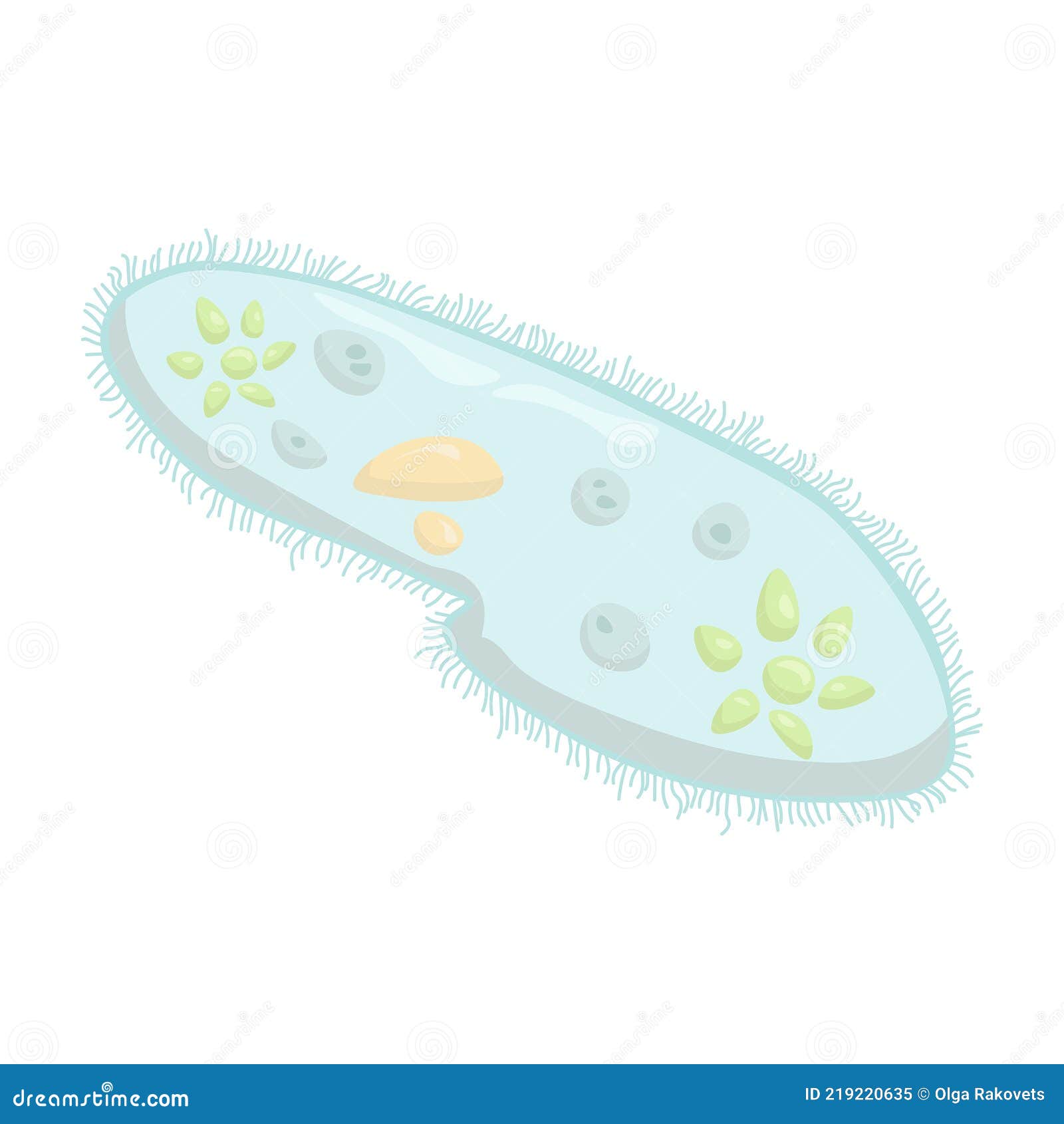 Schematic Representation of Ciliates Paramecium Caudatum, Microscopic ... Schematic Representation of Ciliates Paramecium Caudatum, Microscopic ...