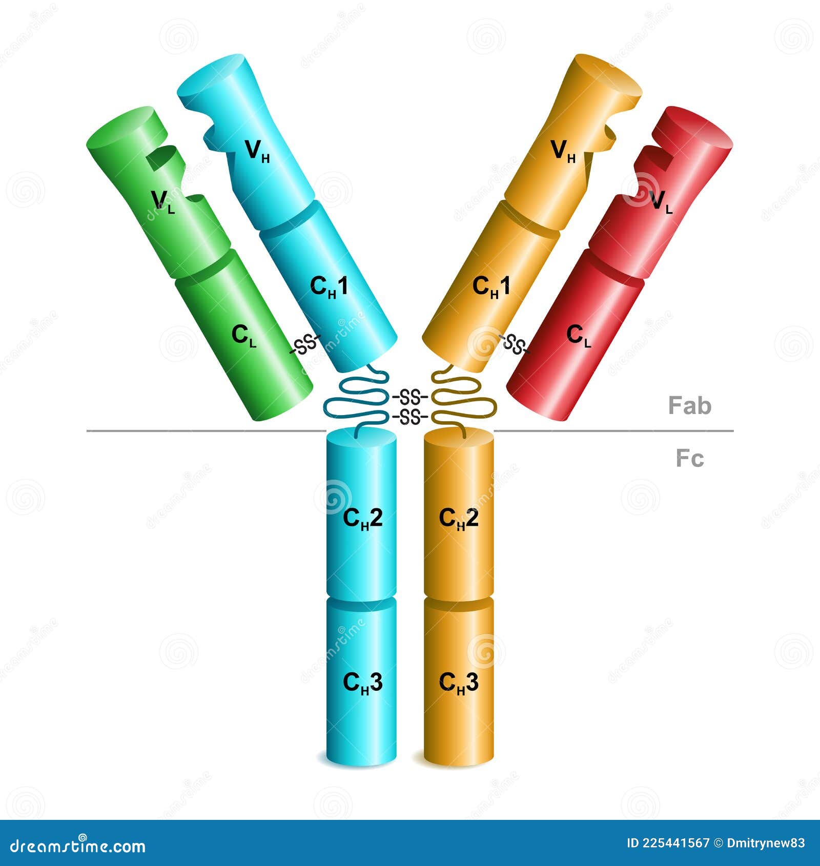 Schematic Structure of Antibody, Immunoglobulin Stock Vector ... Schematic Structure of Antibody, Immunoglobulin Stock Vector ...