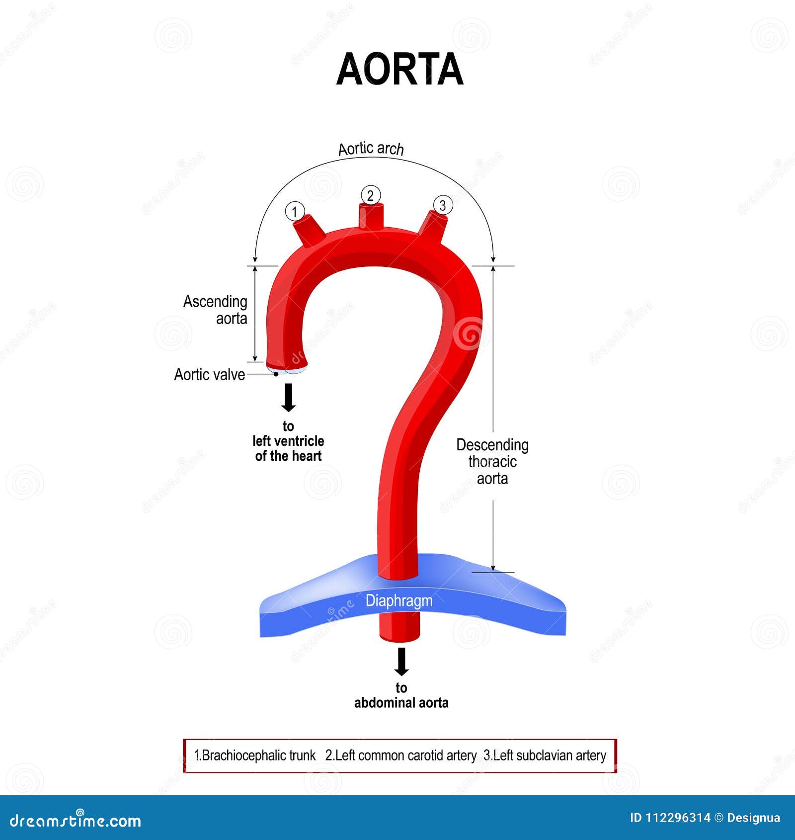 Schematischer Aufbau Der Aortasegmente Vektor Abbildung - Illustration ...