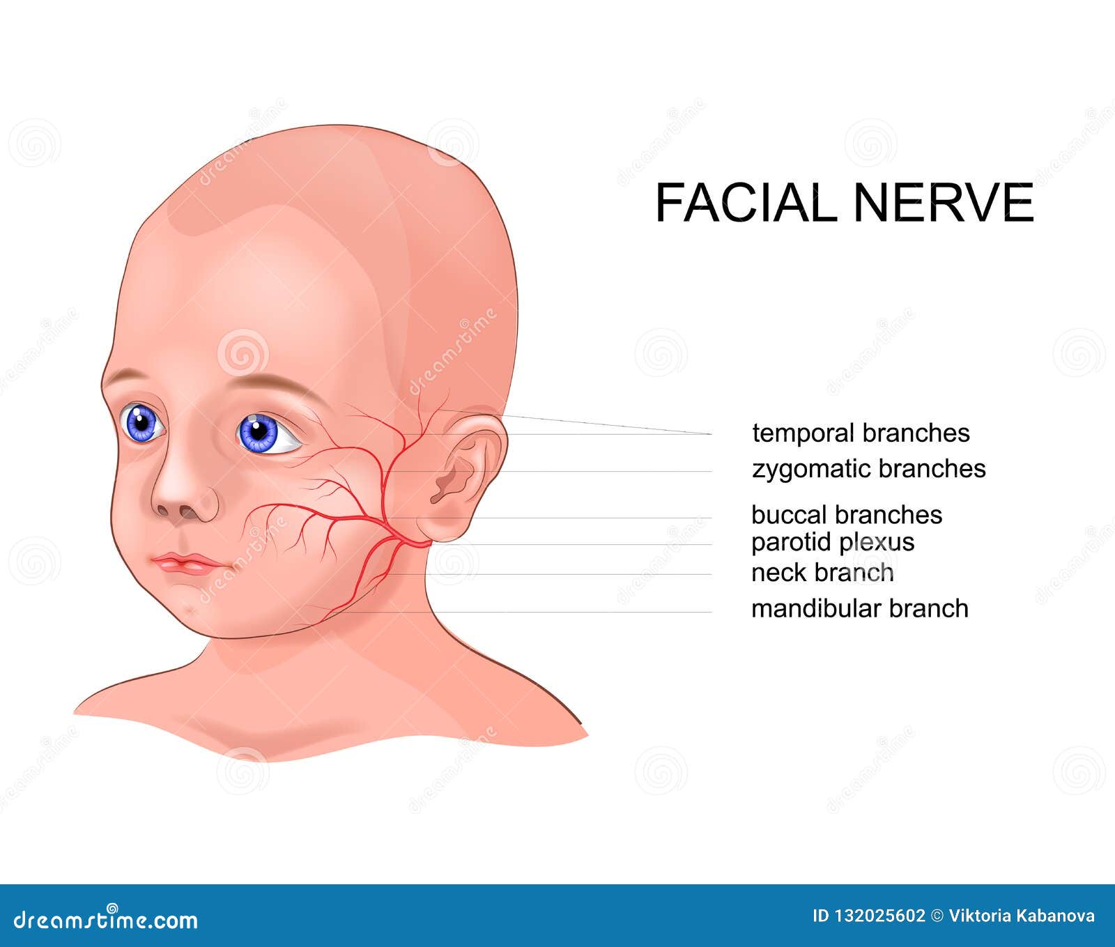 Schematisk Anatomi Av Den Ansikts- Nerven Vektor Illustrationer ...